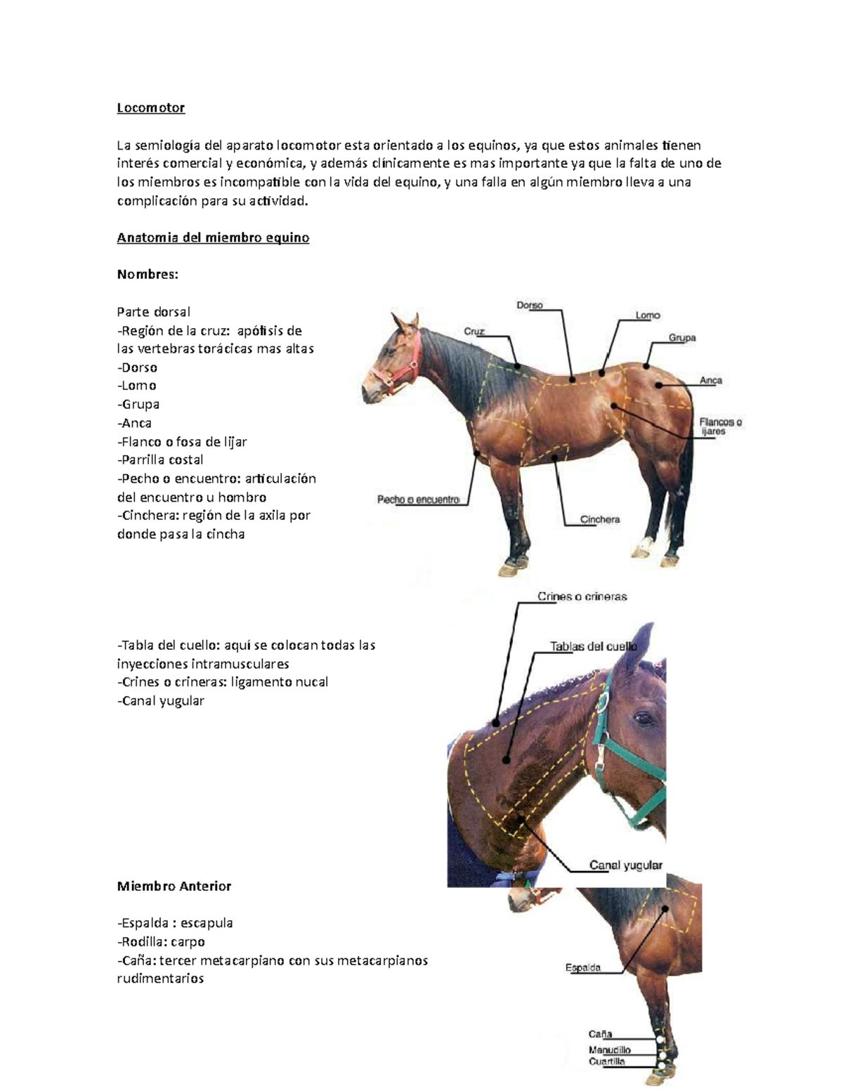 Locomotor Locomotor La Semiología Del Aparato Locomotor Esta