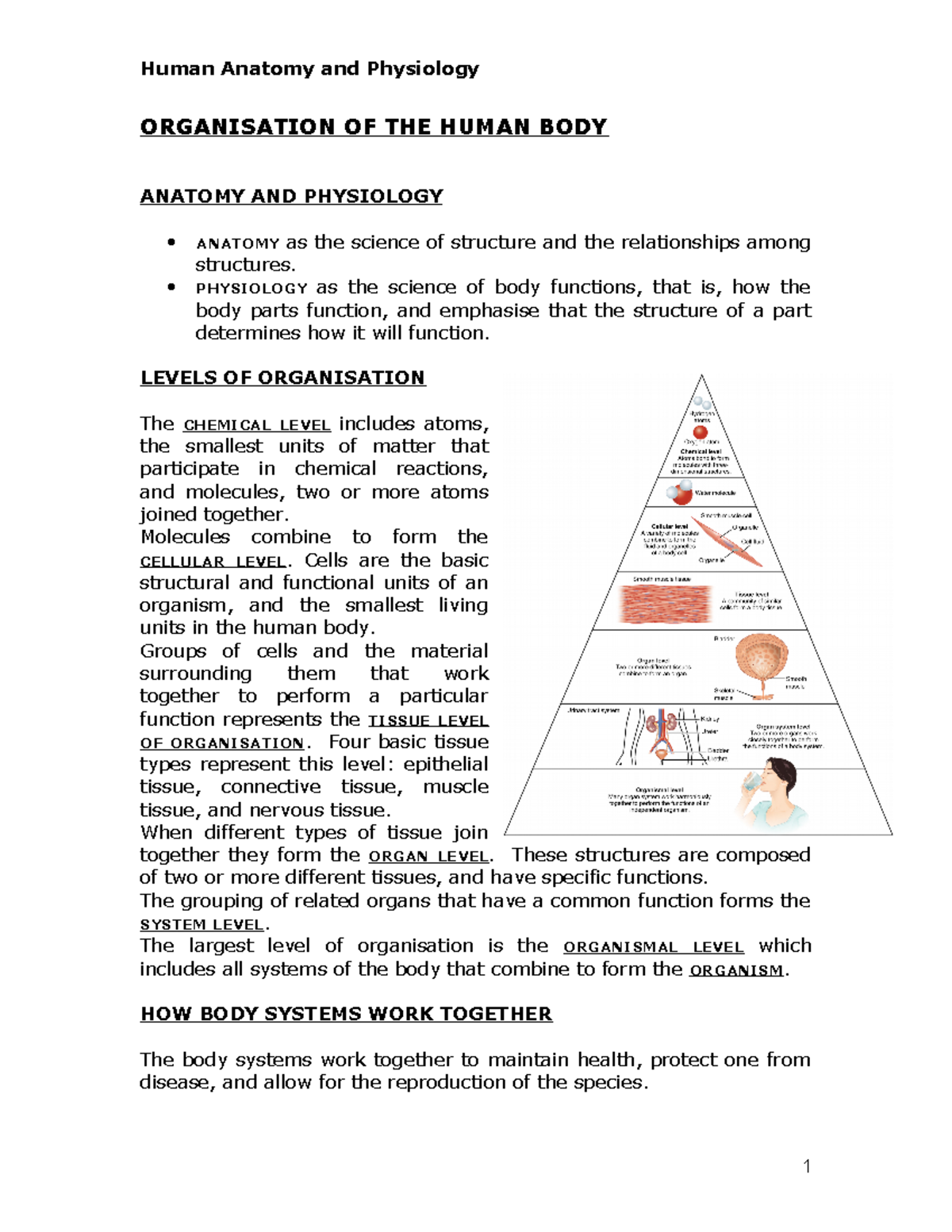 The organisation of human body - ORGANISATION OF THE HUMAN BODY ANATOMY ...