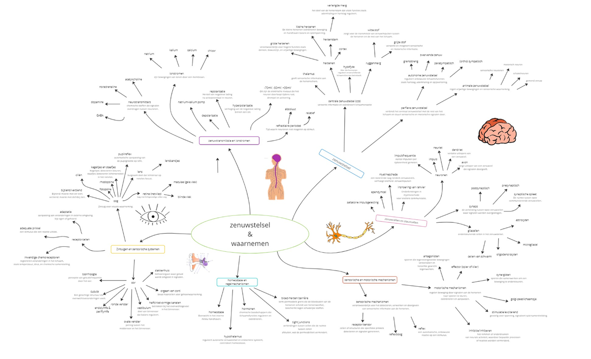 Mind Map - mindmap zenuwstelsel en waarnemen - verlengde mere het deel ...