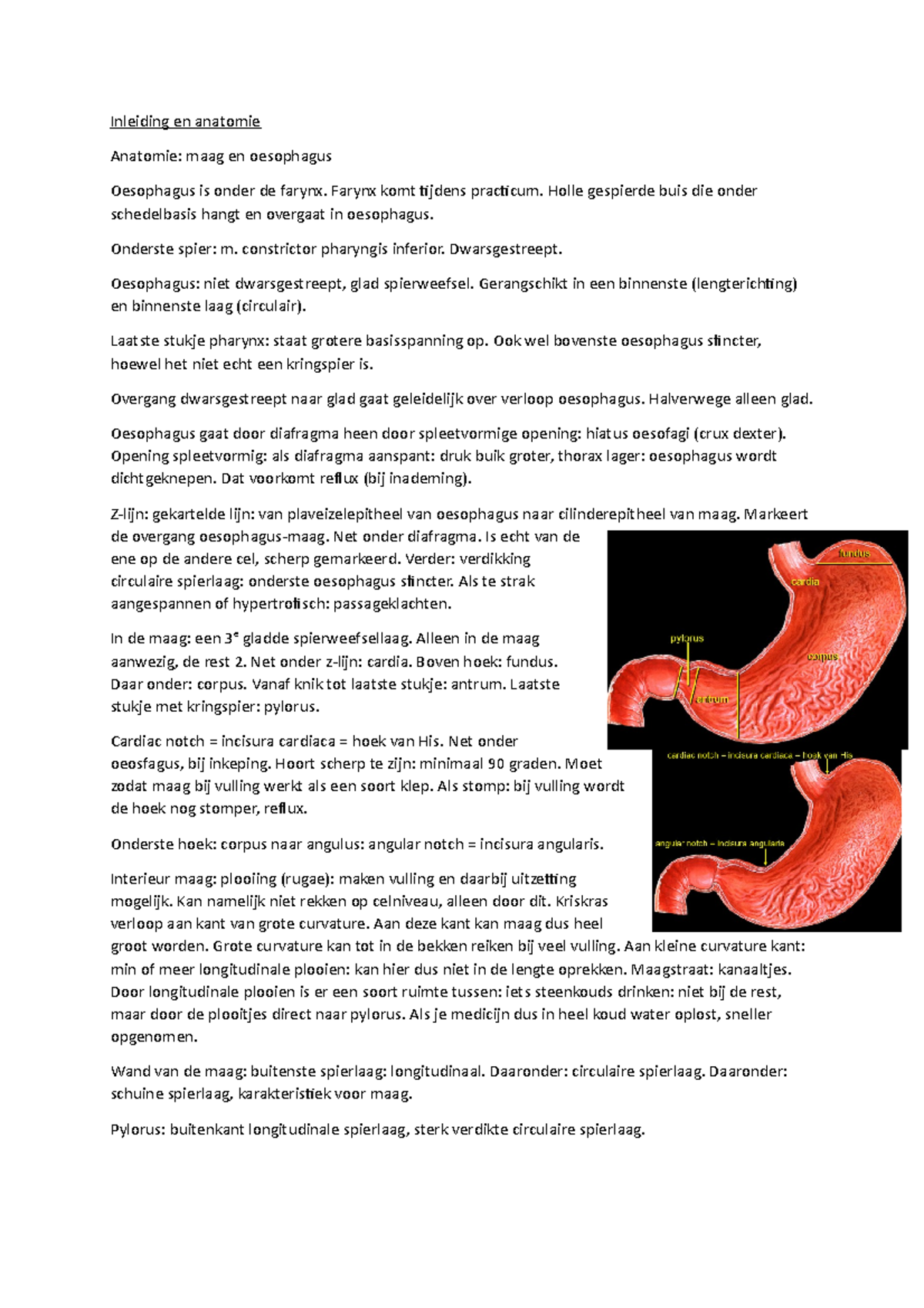 2.4 Inleiding en anatomie maag en oesofagus - Inleiding en anatomie ...