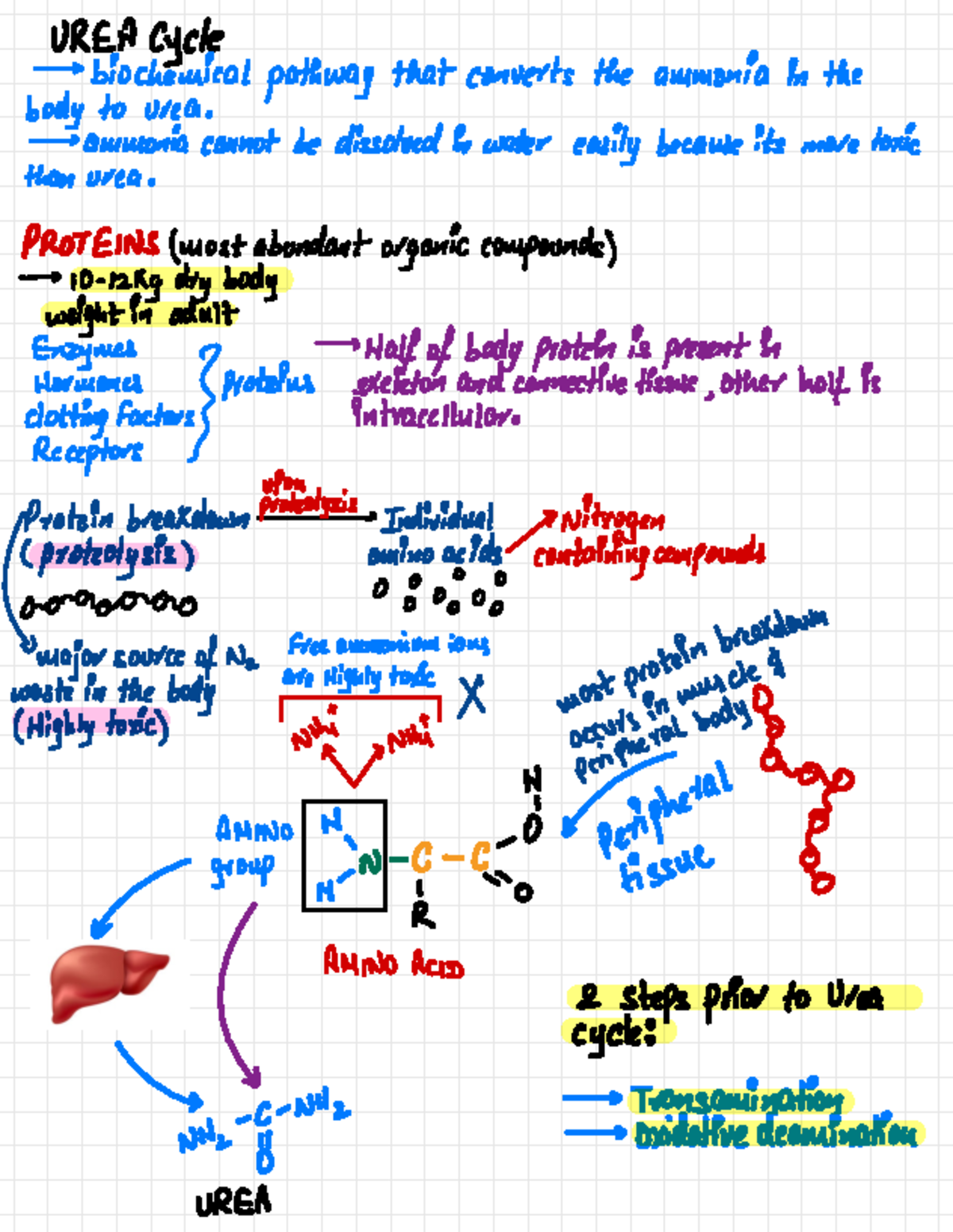 Urea Cycle - URED Cycle -biochemical pathway that converts the ammonia ...