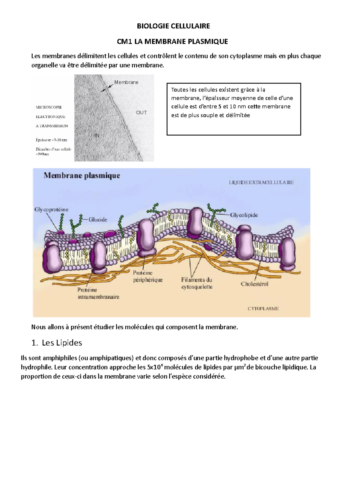 CM2 LA Membrane Plasmique - BIOLOGIE CELLULAIRE CM1 LA MEMBRANE ...