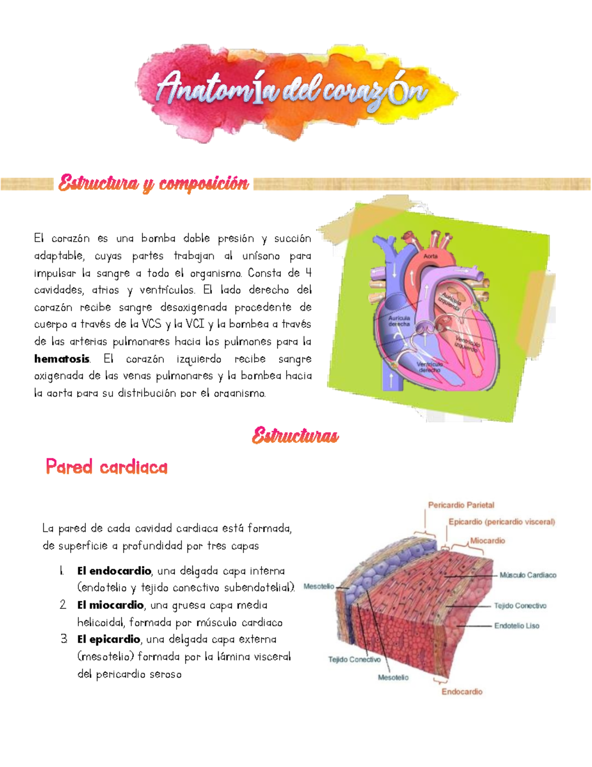 Anatomia del corazon - Warning: TT: undefined function: 32 El corazón es una bomba doble presión ...