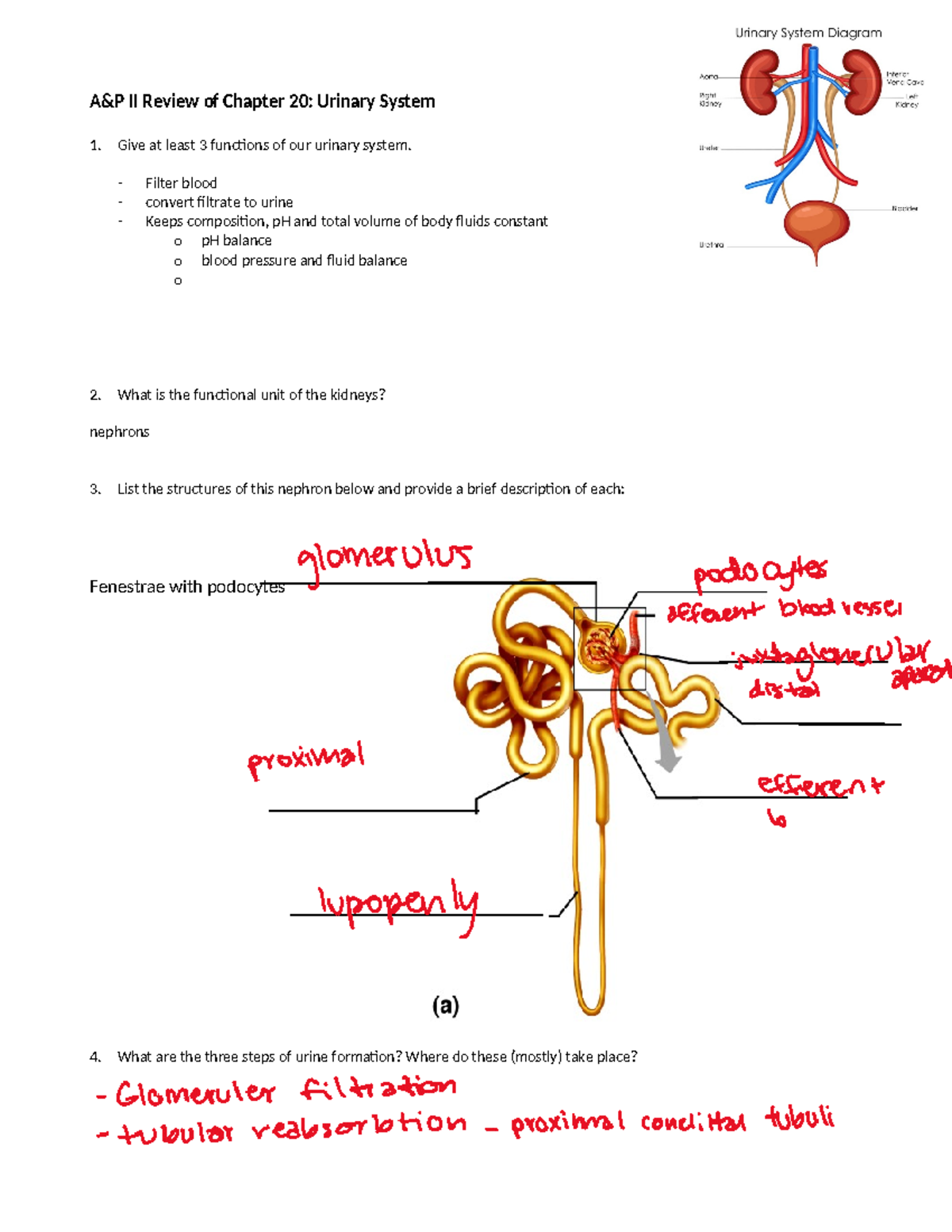 Chapter 20 Review Urinary System - A&P II Review of Chapter 20: Urinary System 1. Give at least ...
