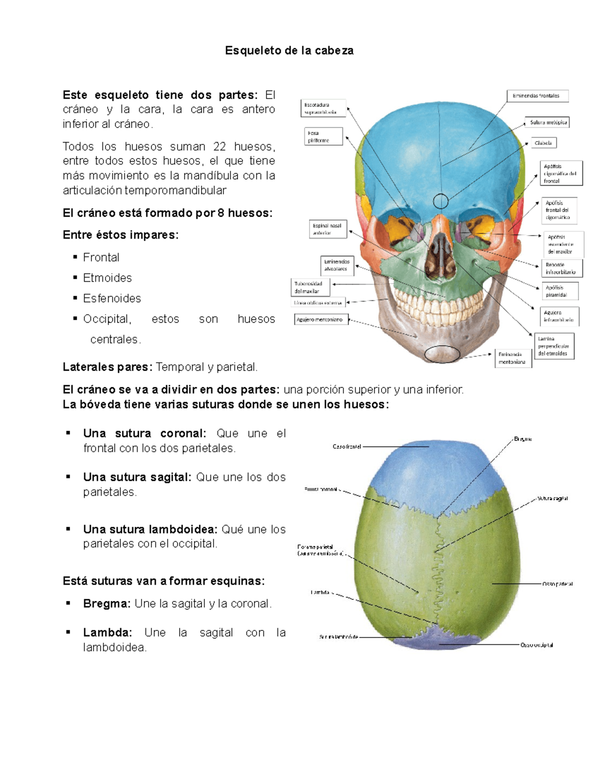 Cabeza y cuello - Resumen - Anatomía I - UASD - StuDocu