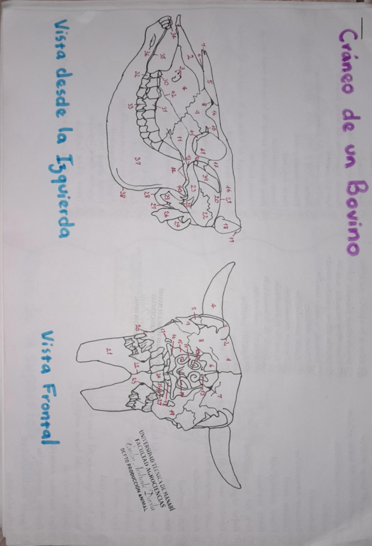 Dibujos de Osteologia Animal - Odalys Espinoza - Crángo de un Bovino 46 ...