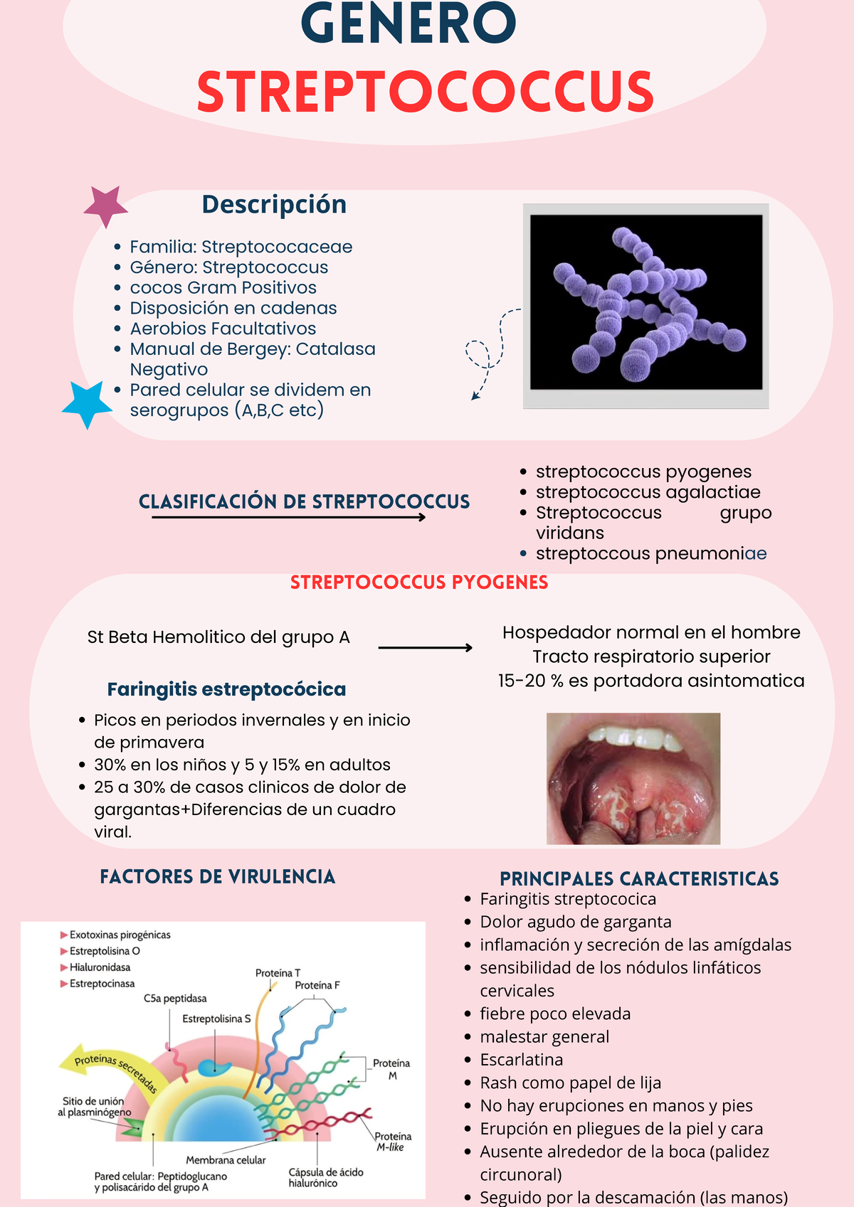 Streptococcus - Infografia - St Beta Hemolitico del grupo A Hospedador ...