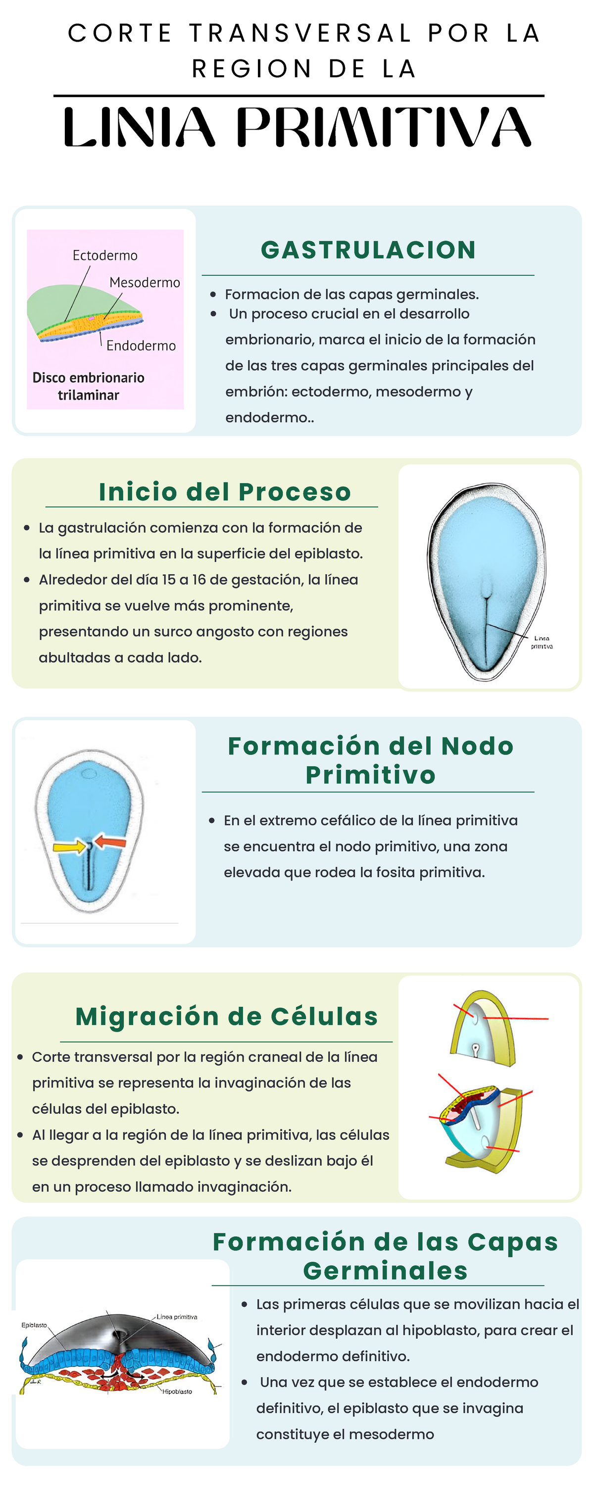Infografía - infografia - GASTRULACION Inicio del Proceso Formación del ...