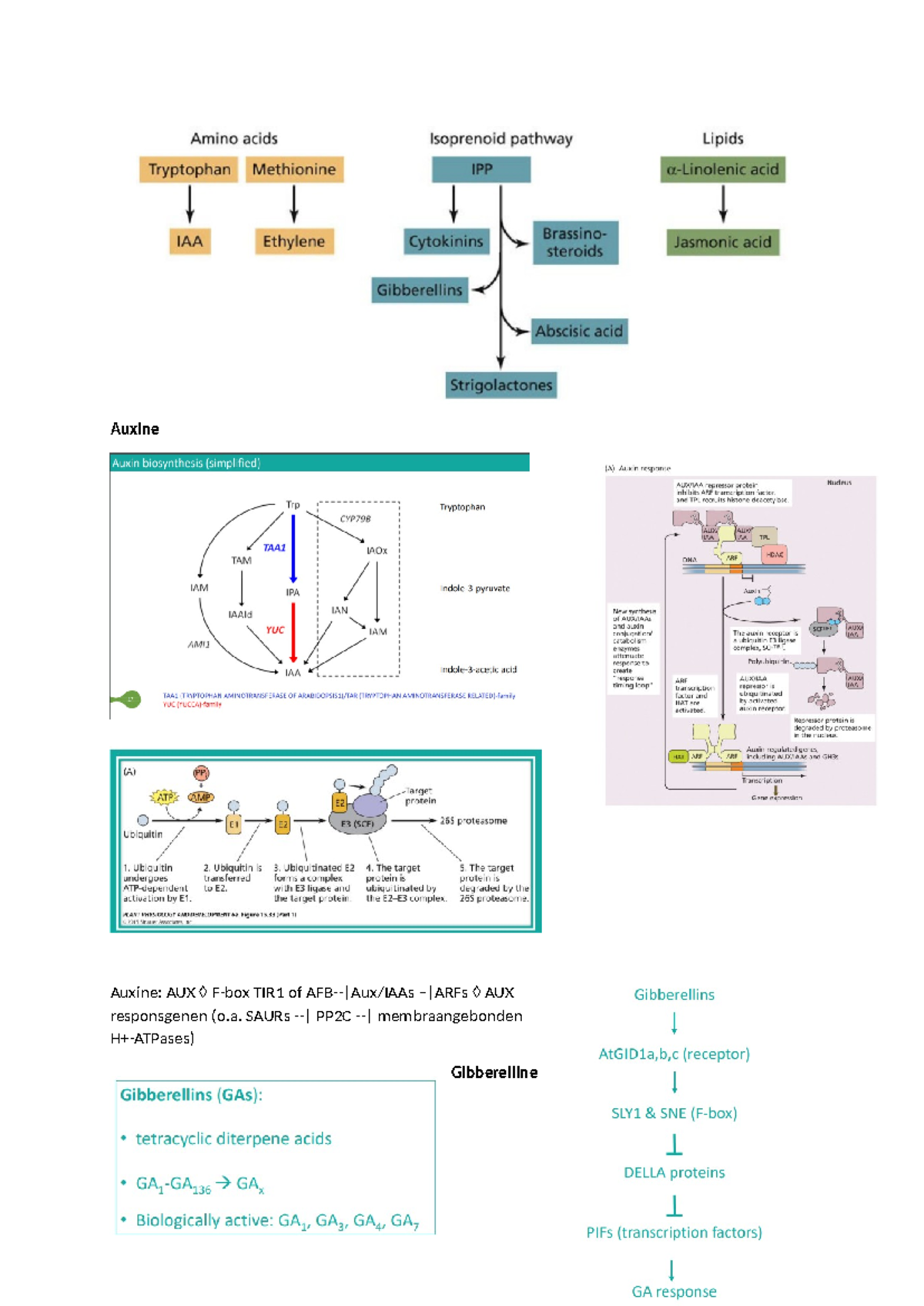 Hormonen plantenfysiologie - Auxine Auxine: AUX F-box TIR1 of AFB-|Aux ...