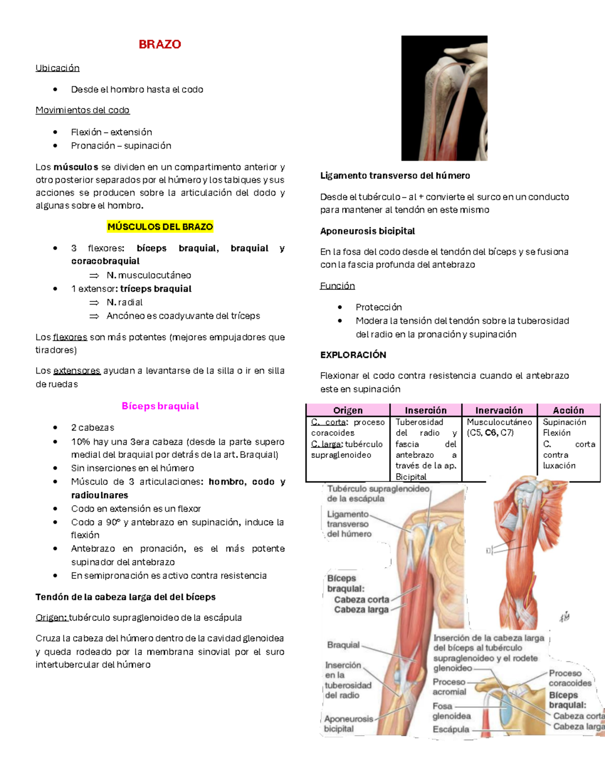 Brazo - Moore 8va ed - BRAZO Ubicación • Desde el hombro hasta el codo ...