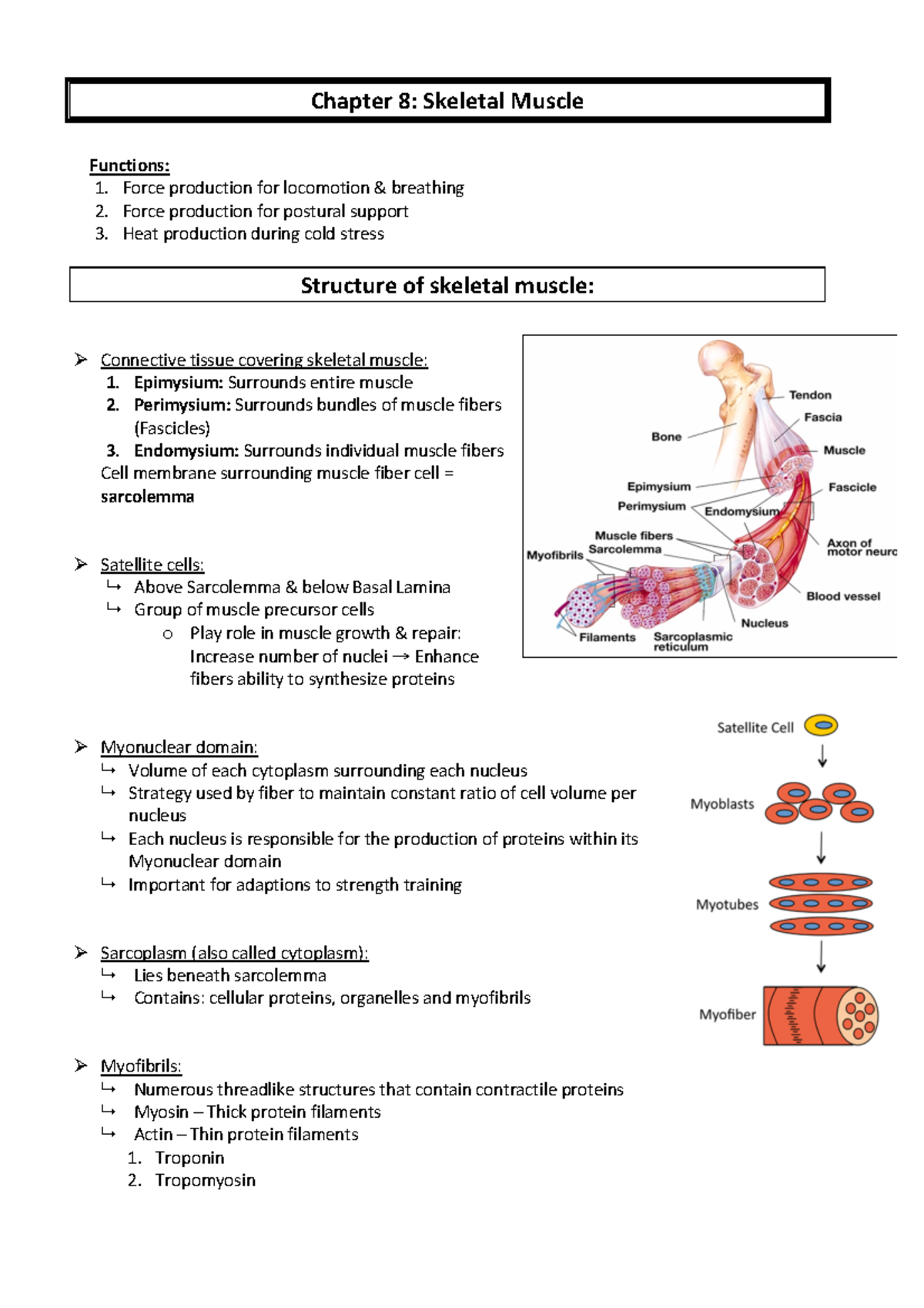 SW 232 - skeletal muscle notes - CHPT 8 Notes - Chapter 8: Skeletal ...