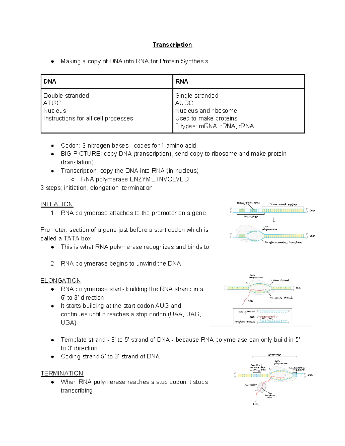 Transcription note - Transcription Making a copy of DNA into RNA for ...