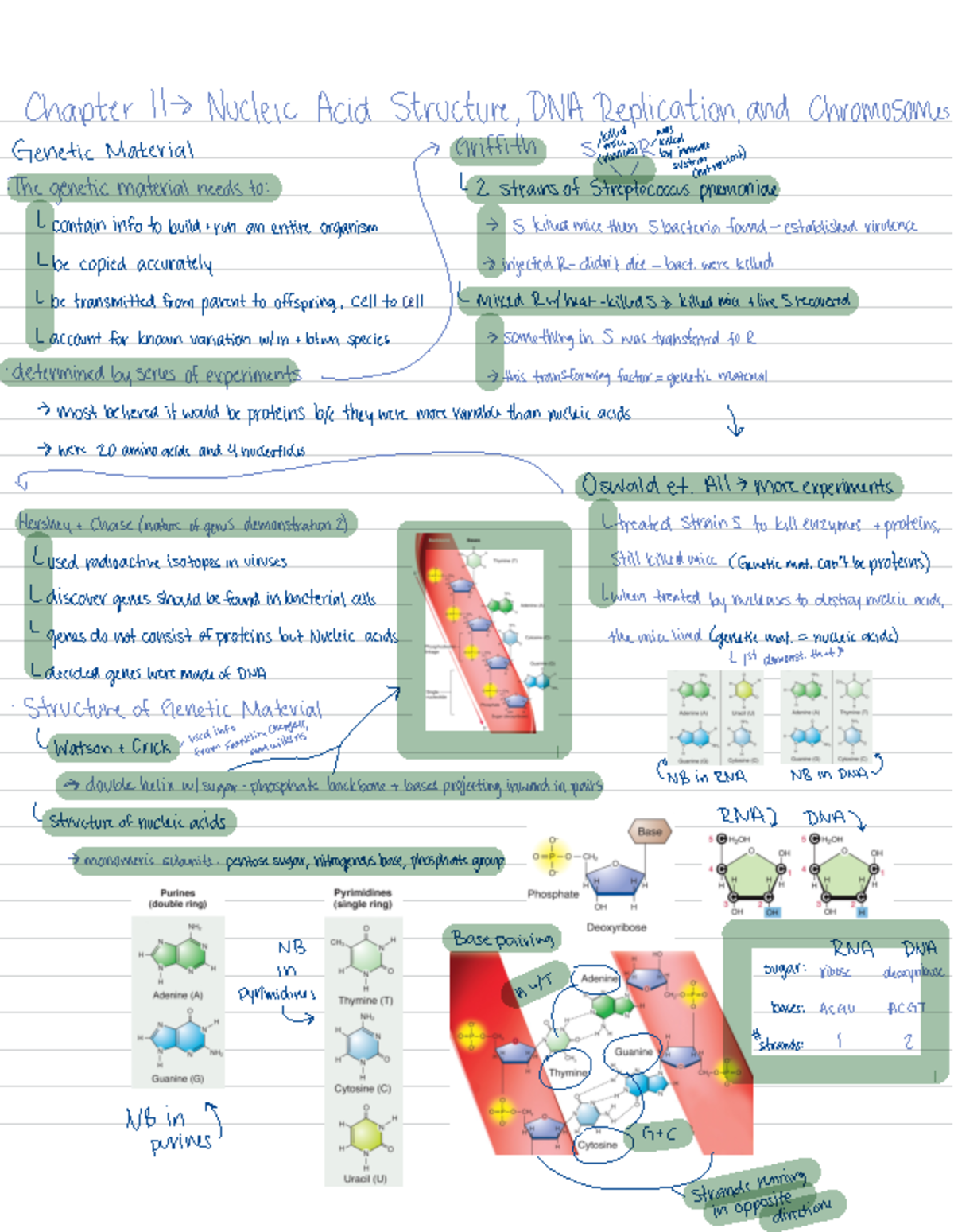 Chapter 11 - biology study guides for 224 tests - Chapter 11- Nucleic ...