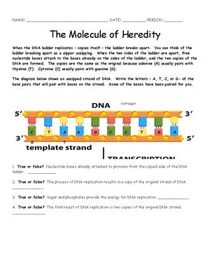 DNA and RNA Worksheets-Acc Bio 2014 - Name ...