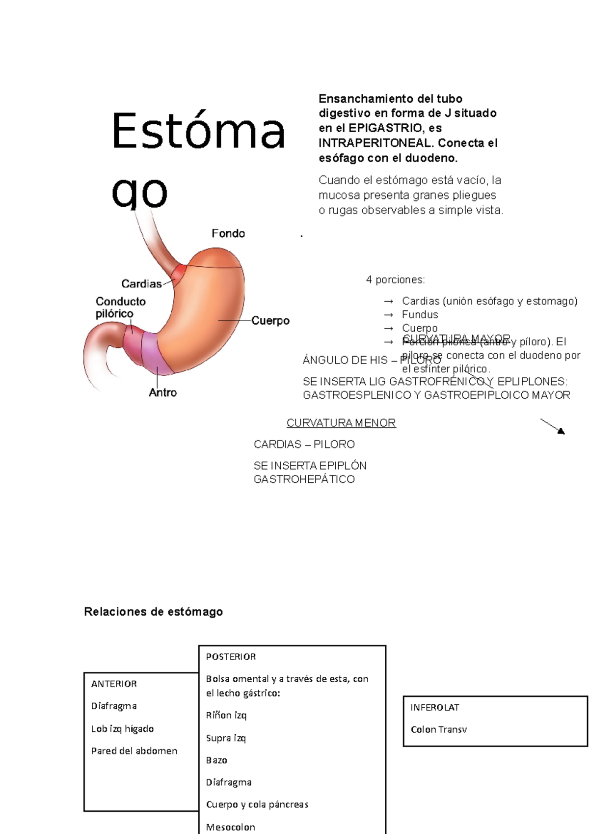 Anato estomago - ggffgfgfg - Ensanchamiento del tubo digestivo en forma ...