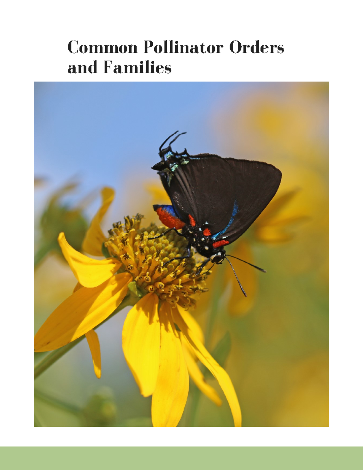 Fillable Study Guide Pollinators - and Families Common Pollinator ...