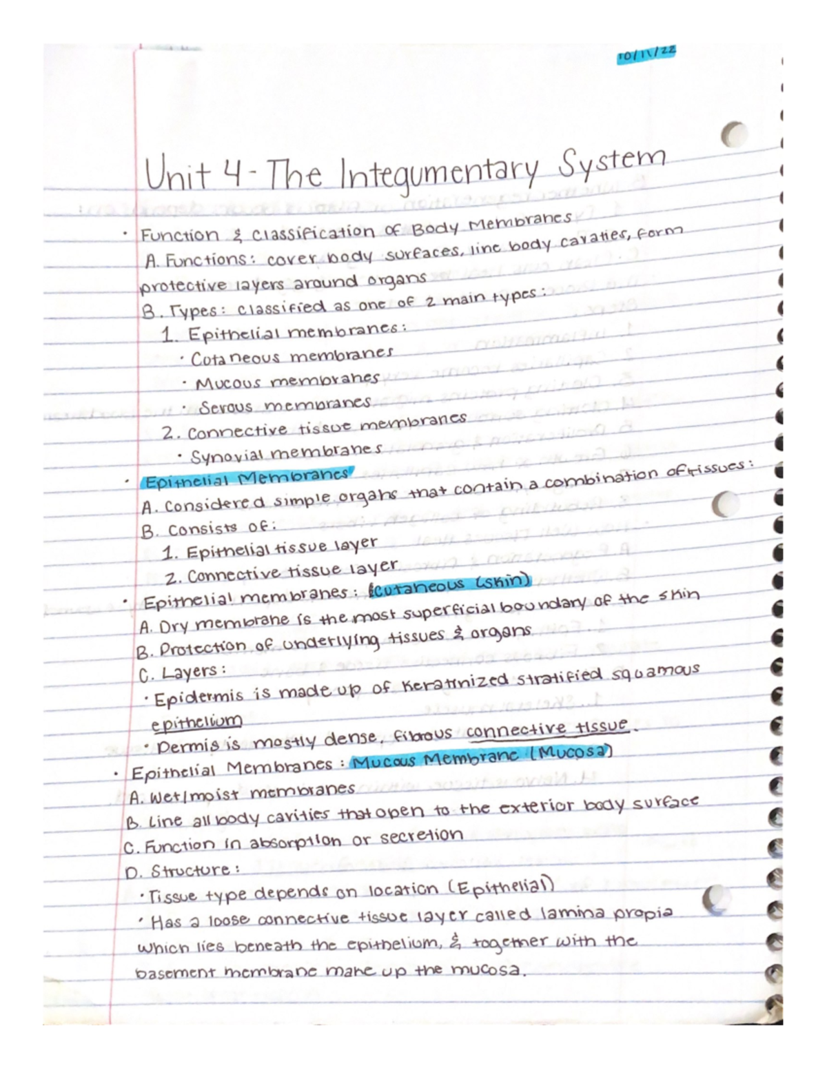 Unit 4 The Integumentary System - Studocu