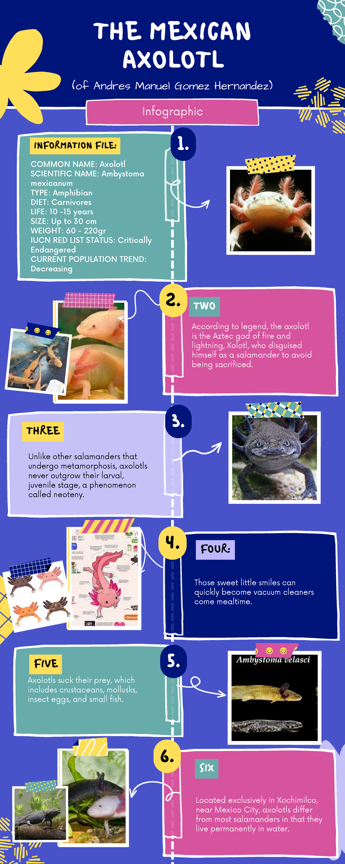 Mexican Axolotl - ninguna - Infographic THE MEXICAN AXOLOTL (of Andres ...