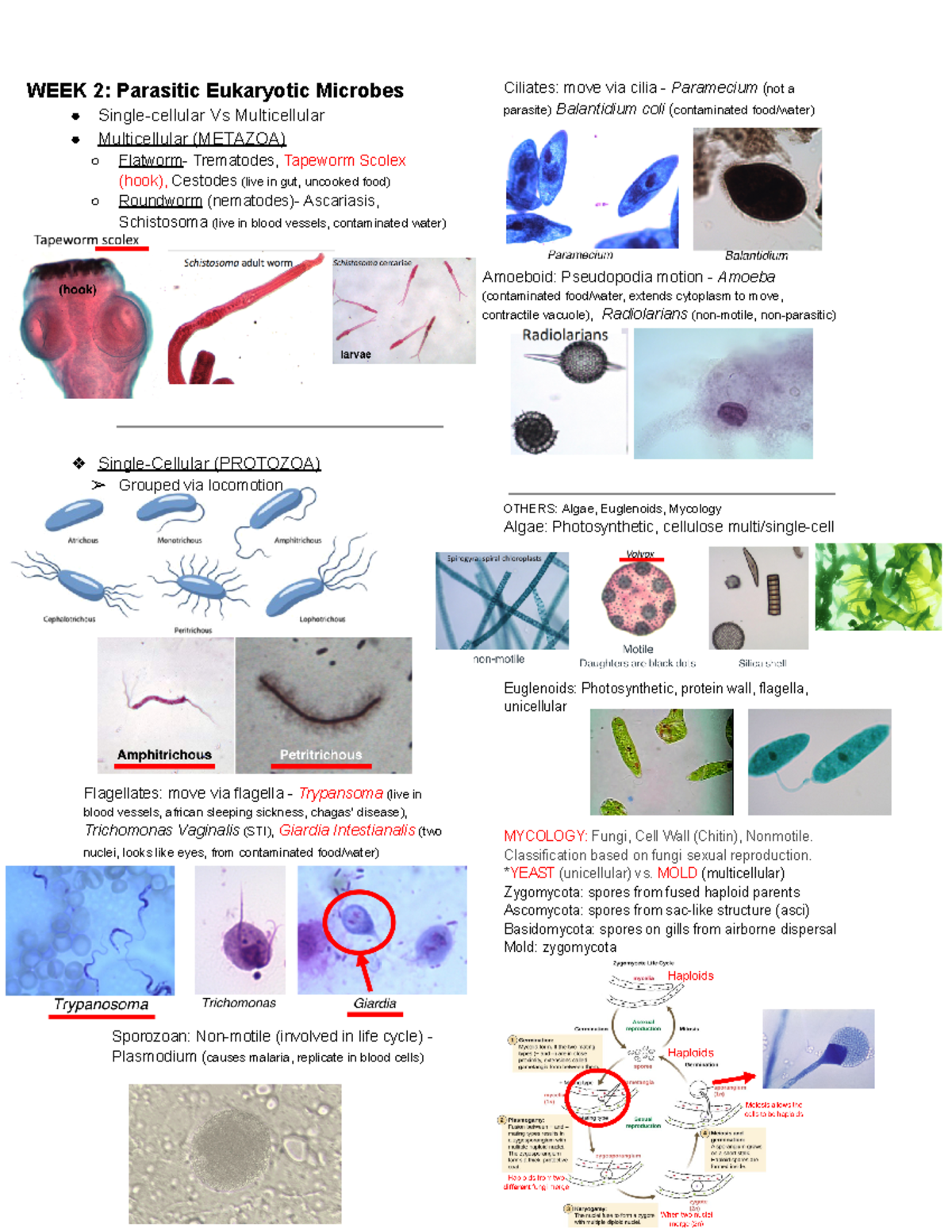 Practicum Study Guide - WEEK 2: Parasitic Eukaryotic Microbes Single ...
