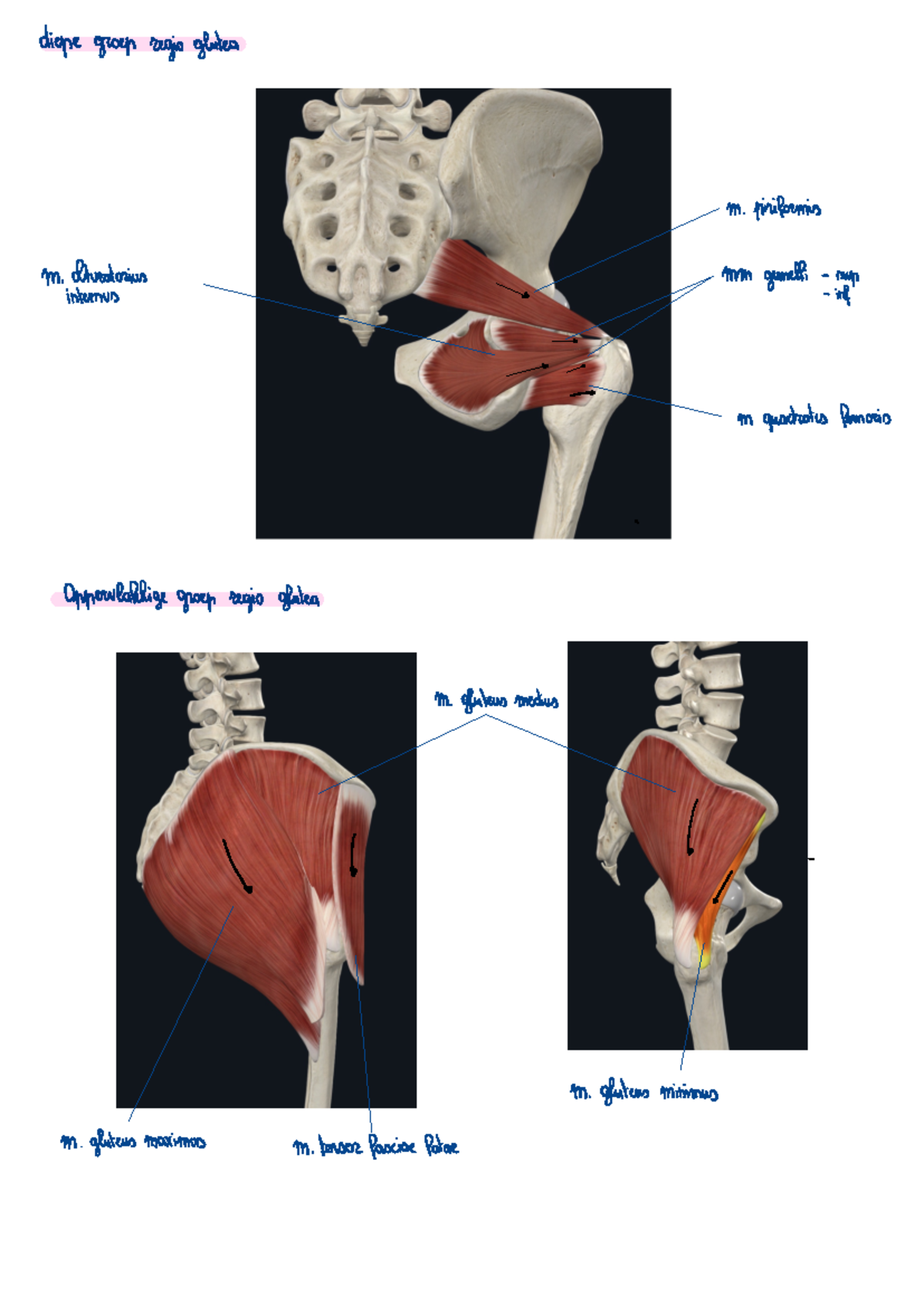 Overzicht Spieren OL - diese groep regio gluted m. piriformis m . ee ...