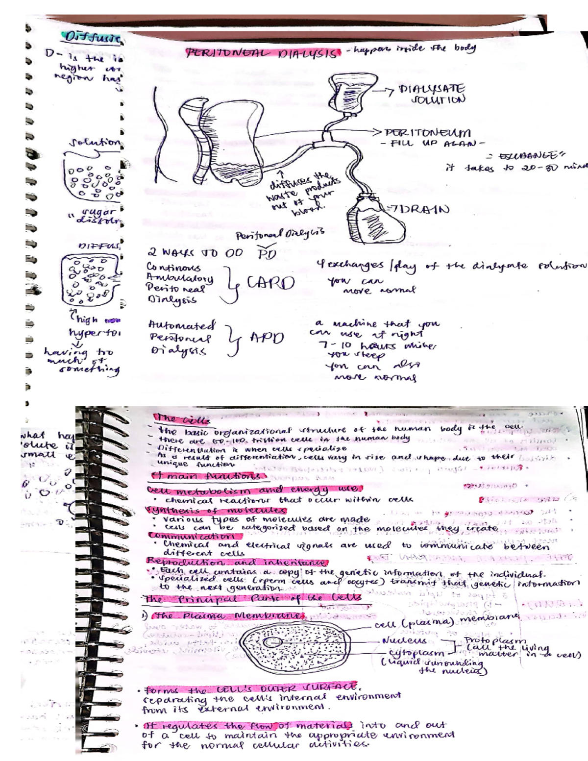 Anaphy note 2 - asda - Nursing - Studocu