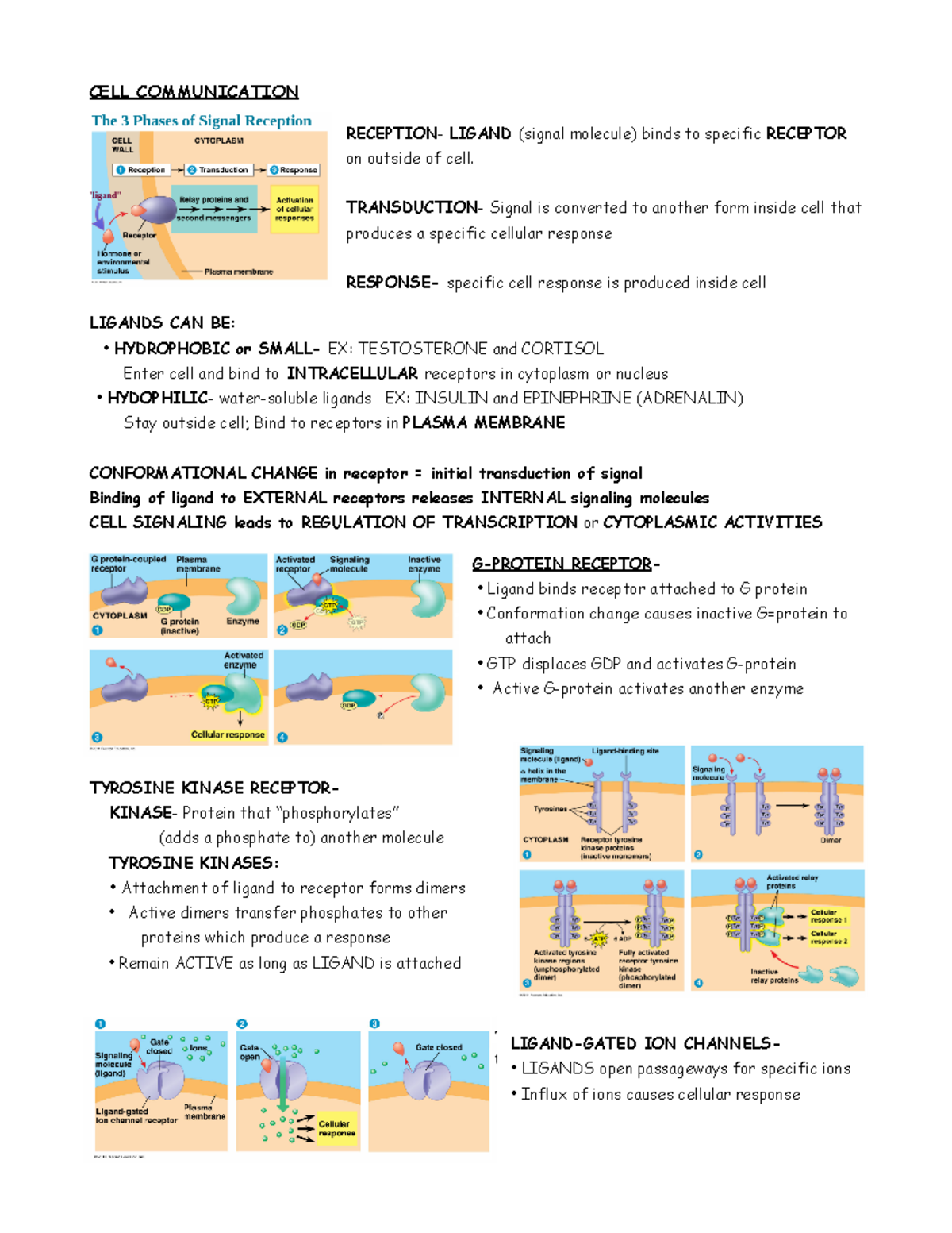 Wtk cell signalling - CELL COMMUNICATION RECEPTION - LIGAND (signal ...