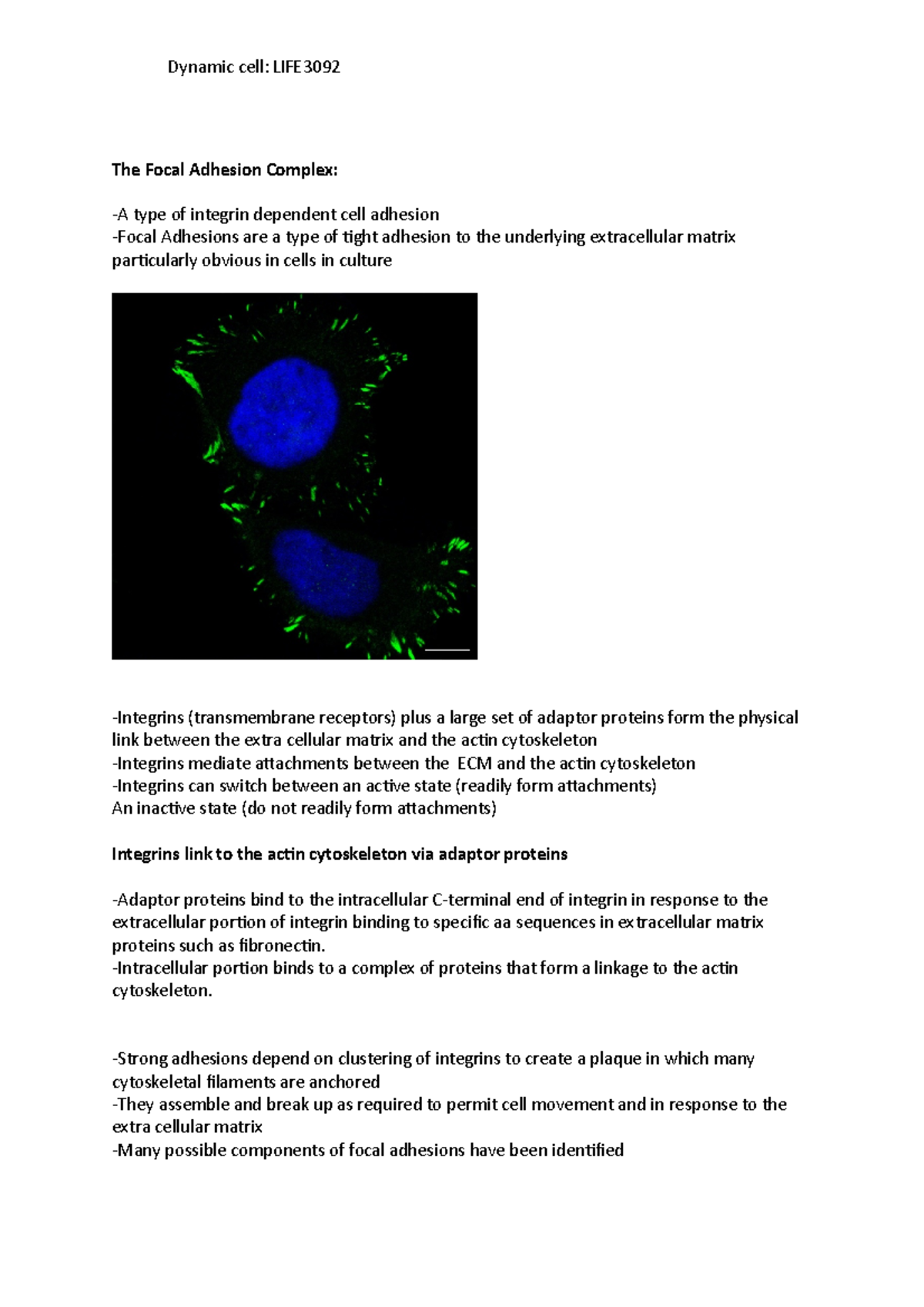 Focal adhesion complex - Dynamic cell: LIFE The Focal Adhesion Complex ...