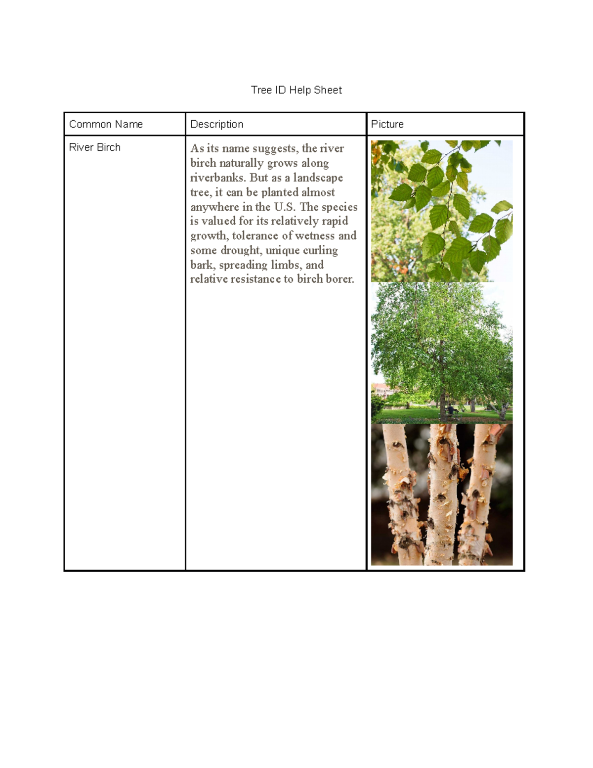 Tree ID - tree chart - Tree ID Help Sheet Common Name Description ...