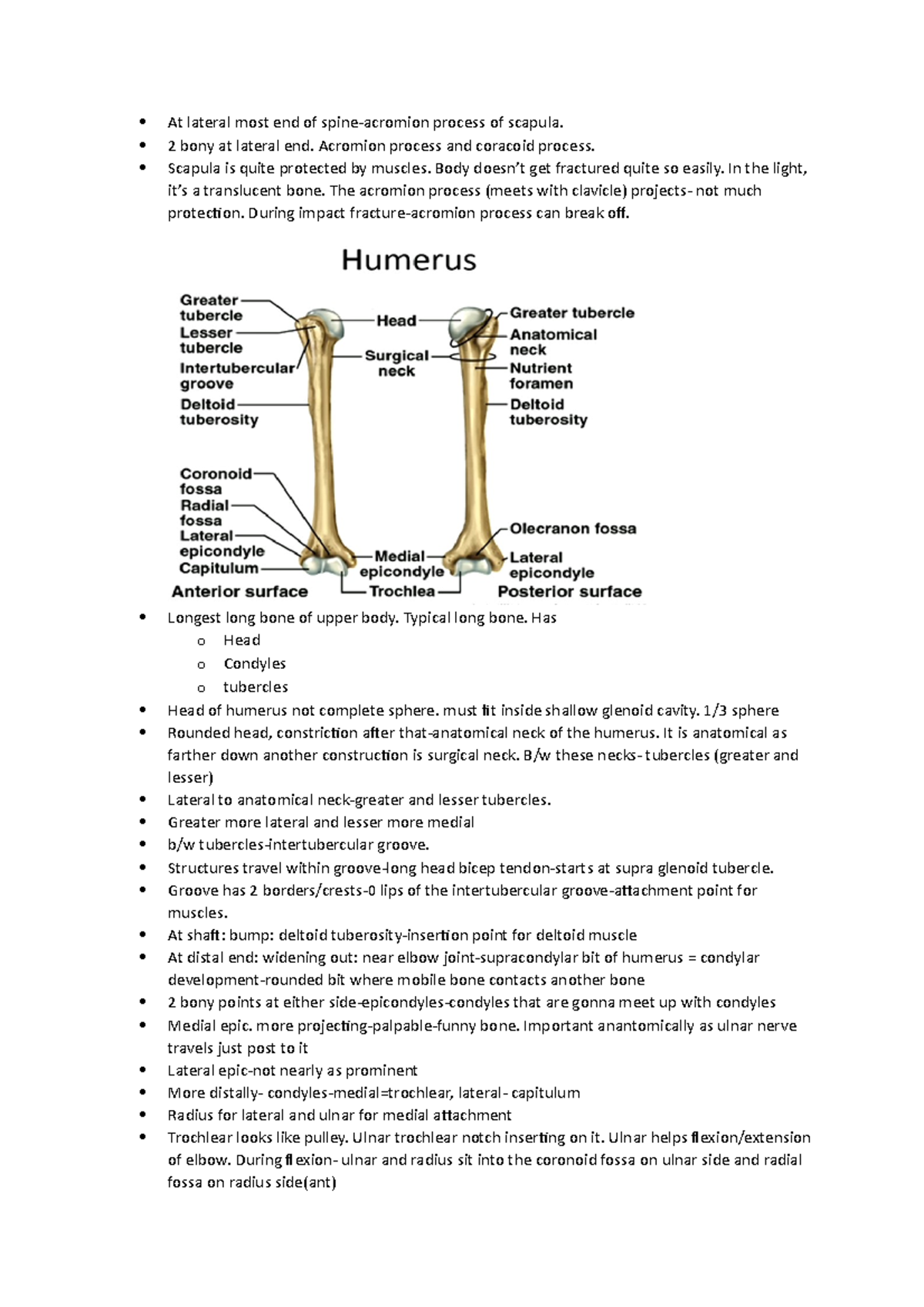 human locomotor systems - At lateral most end of spine-acromion process ...