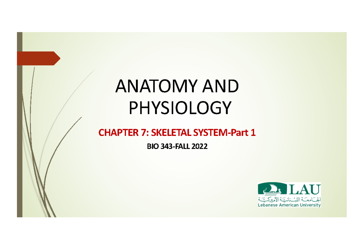 Chapter 7-Part 1 - DDD - ANATOMY AND PHYSIOLOGY CHAPTER 7: SKELETAL ...
