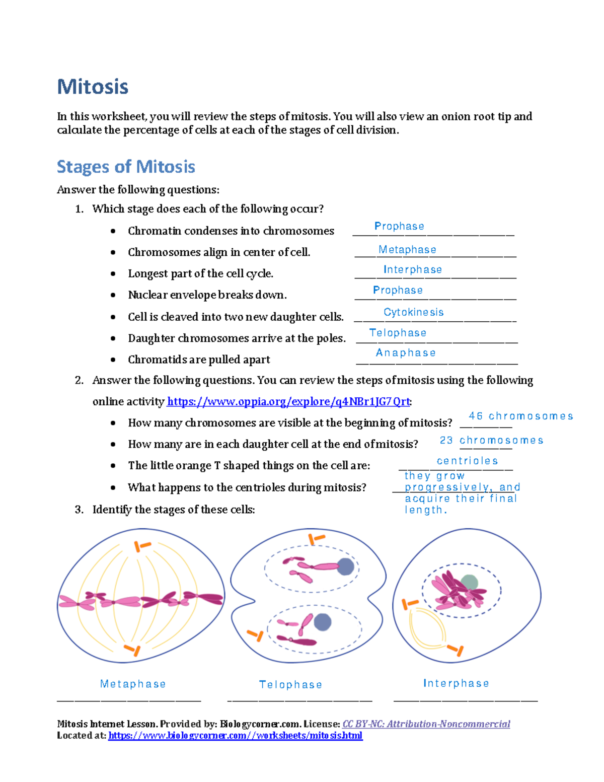 Mitosis Worksheet - assignment - Mitosis Internet Lesson. Provided by ...