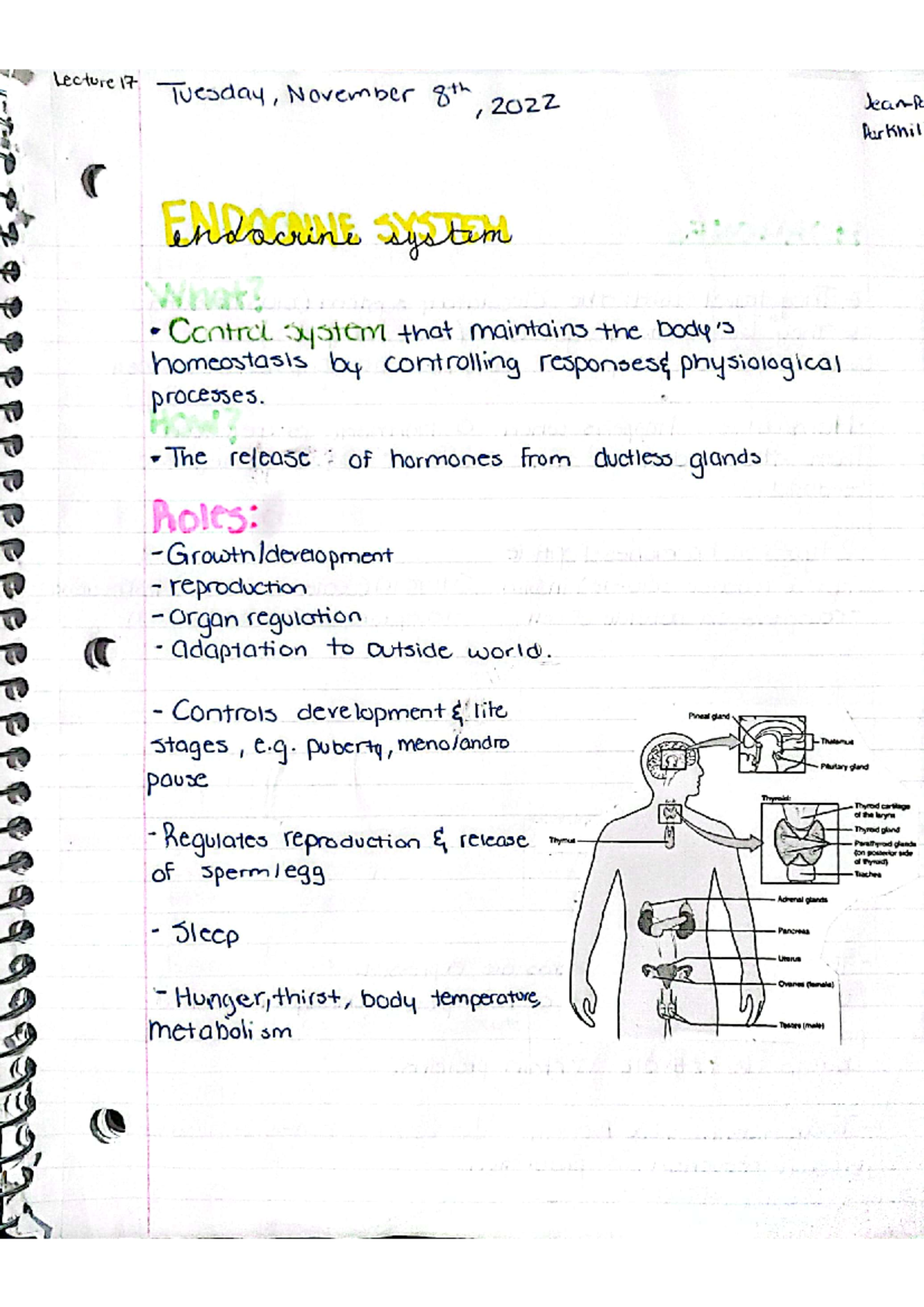 Endocrinesystem part1 bionotes - 101-901-RE - Studocu