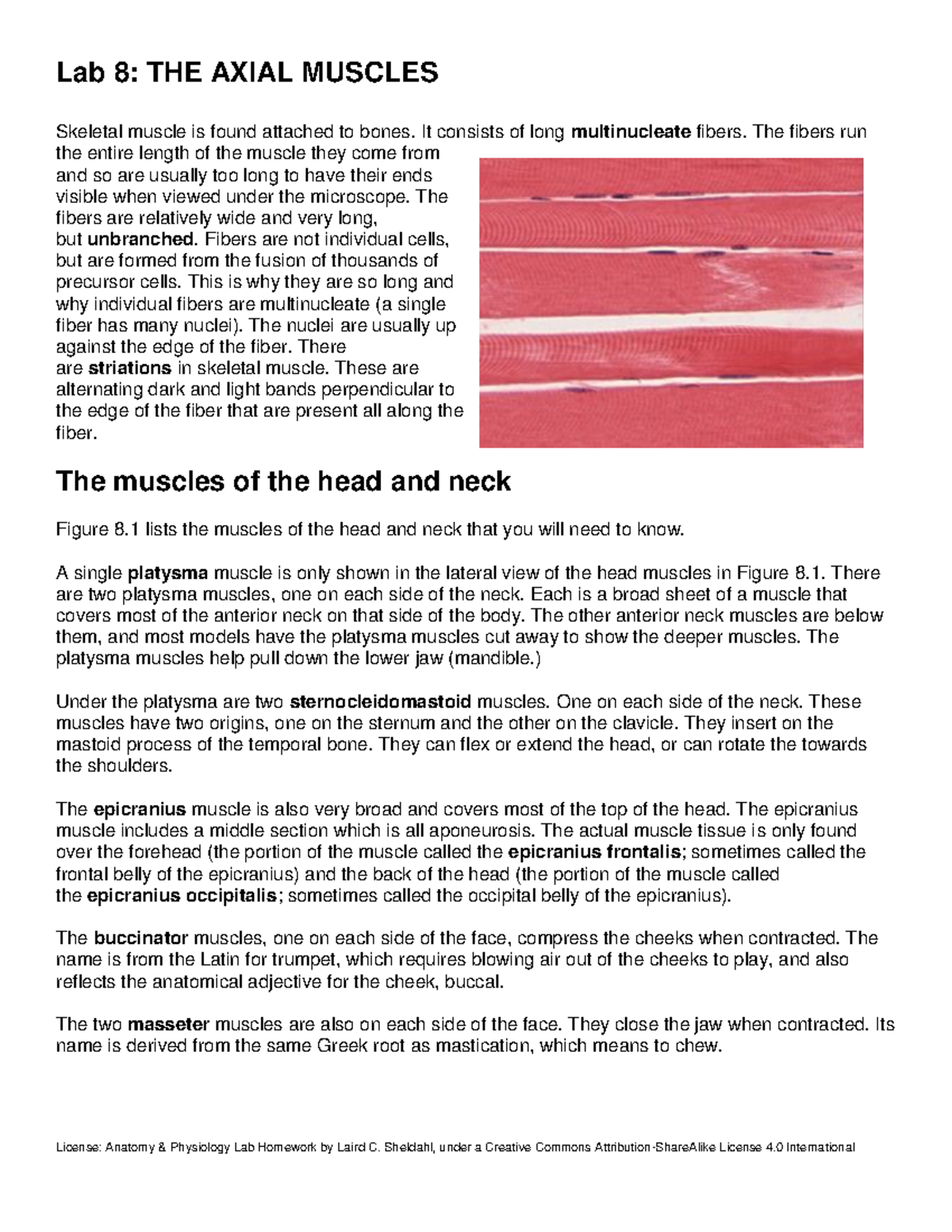 8 Axial Muscles - lab notes - Lab 8 : THE AXIAL MUSCLES Skeletal muscle ...