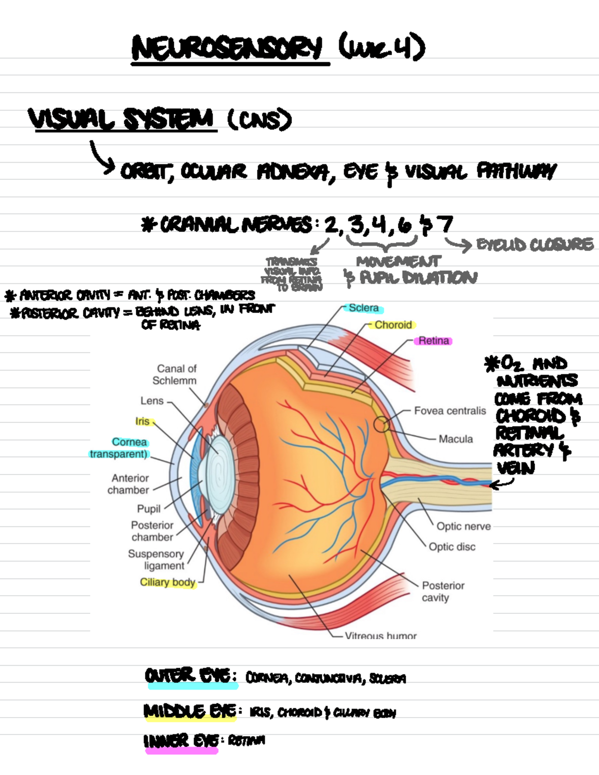 Visual Notes - NEUROSENSORY (wn) VISUAL SYSTEM (CNS) ↓ ORBIT, OCULAR ...