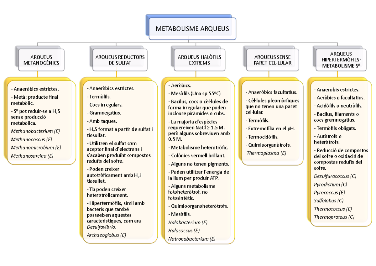 Diversidad de Procariotas - METABOLISME ARQUEUS ARQUEUS METANOGÈNICS ...