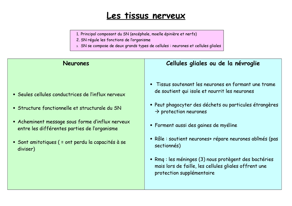 Les tissus tableaux - Les tissus nerveux Neurones Seules cellules ...
