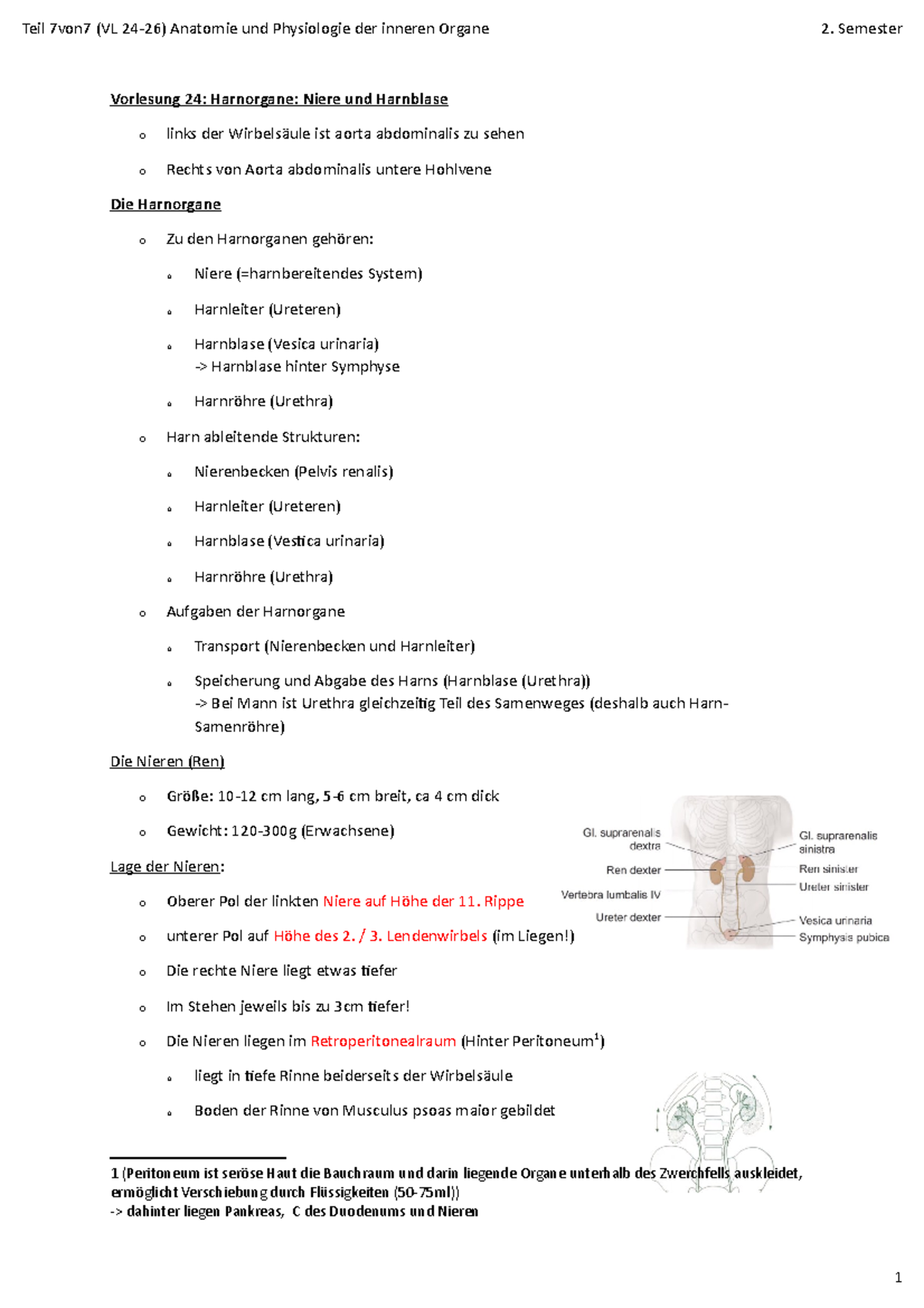 Harnorgane Zusammenfassung – Urogenitalsystem, Organe im ...