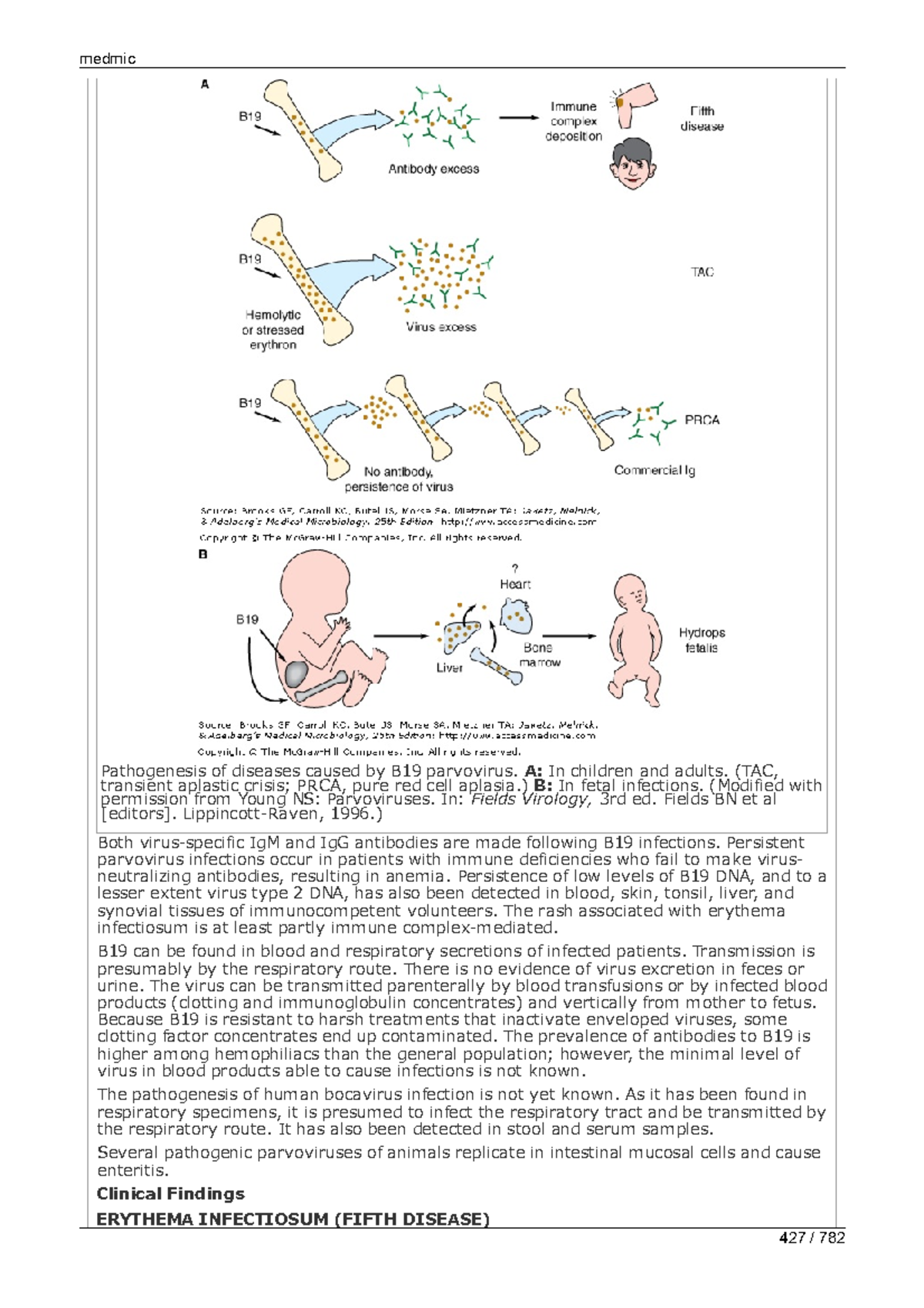 Jawetz s Medical Microbiology Twenty Fifth Edition Lange Basic Science -401-500-29 ...