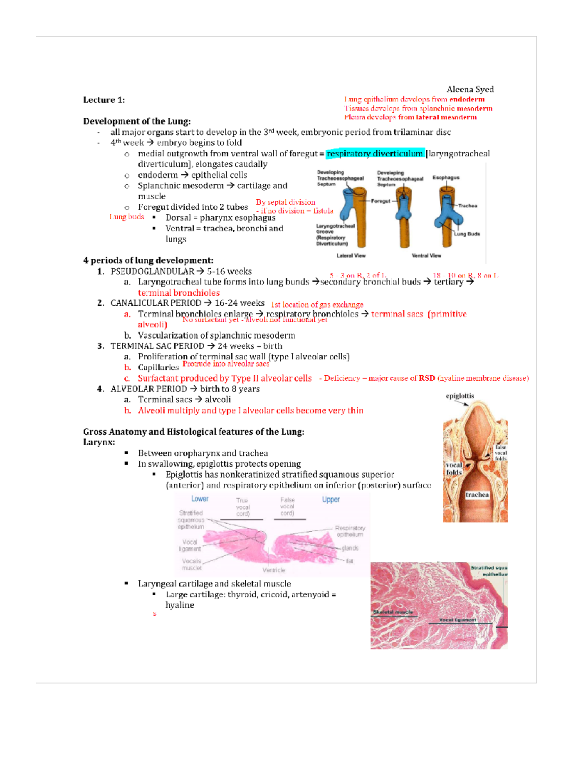 Review of Histology and Anatomy of Respiratory System (Hubbard ...