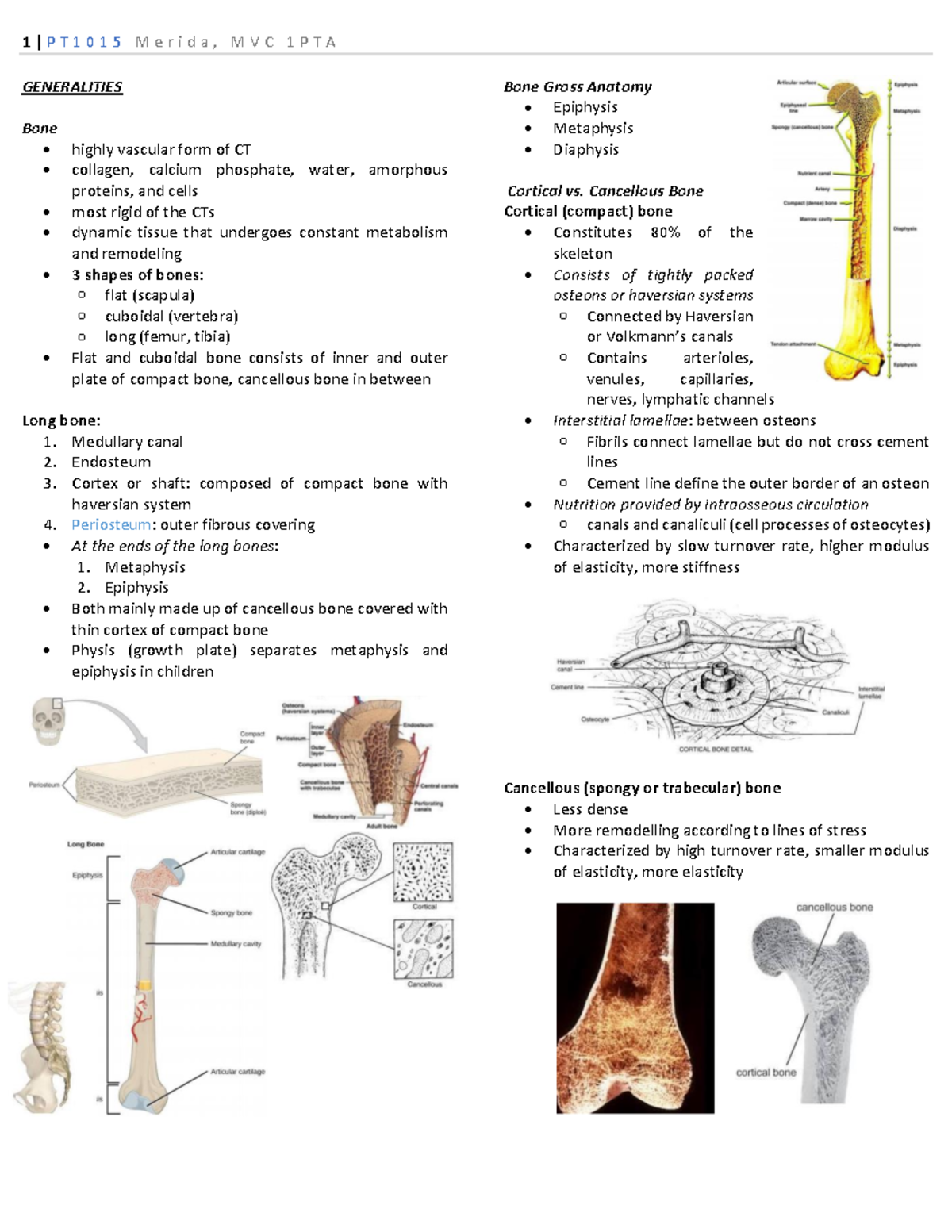 PT1015 - 1ST Shifting Reviewer - GENERALITIES Bone • highly vascular ...