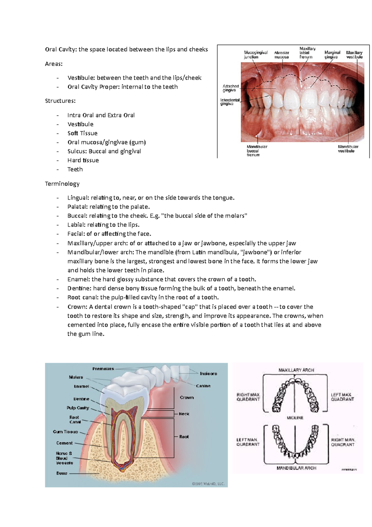 Introduction to Dental Science 1 - Lecture notes - DS1001 notes - Oral ...