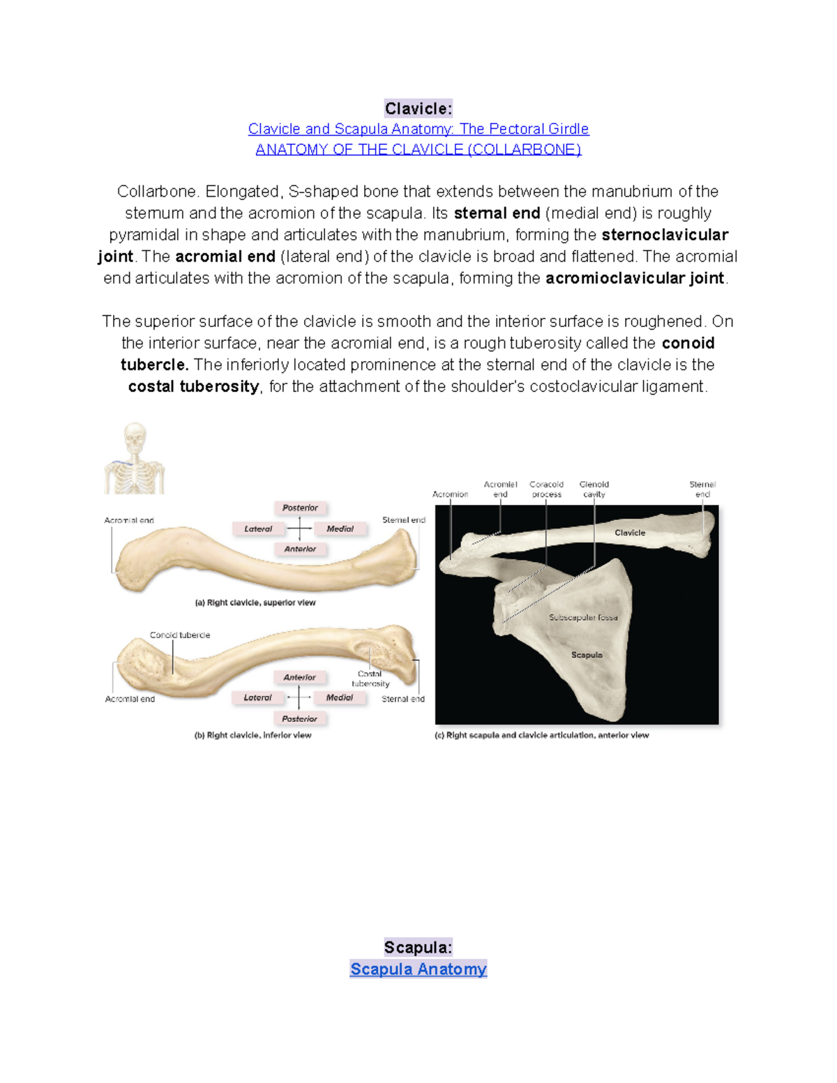 The Pectoral Girdle and its Functions - Clavicle: Clavicle and Scapula ...