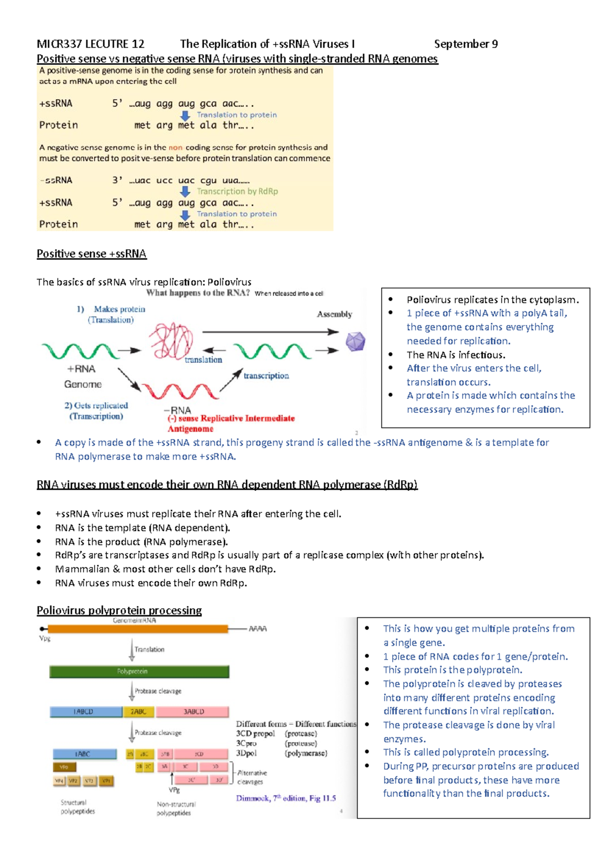 L12 - Lecture notes 12 - Positive sense vs negative sense RNA (viruses ...