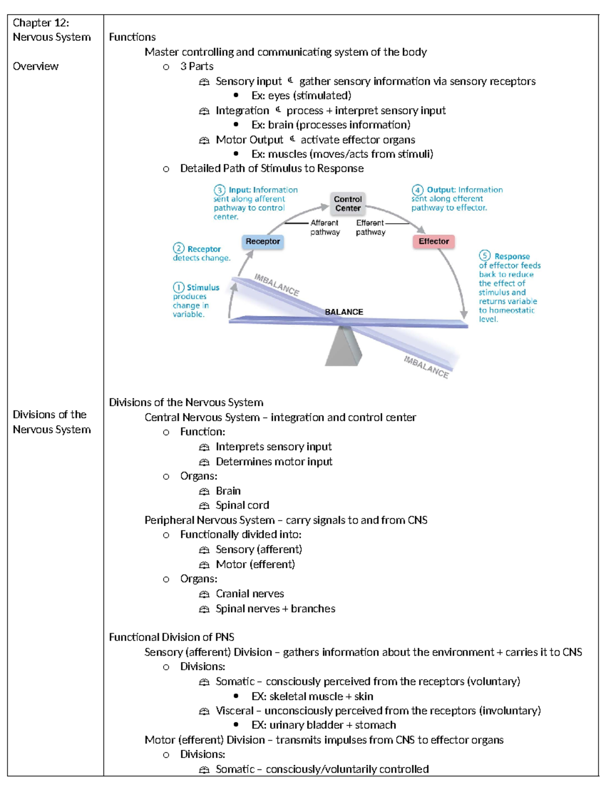 Chapter 12- Nervous Tissue - Chapter 12: Nervous System Overview ...