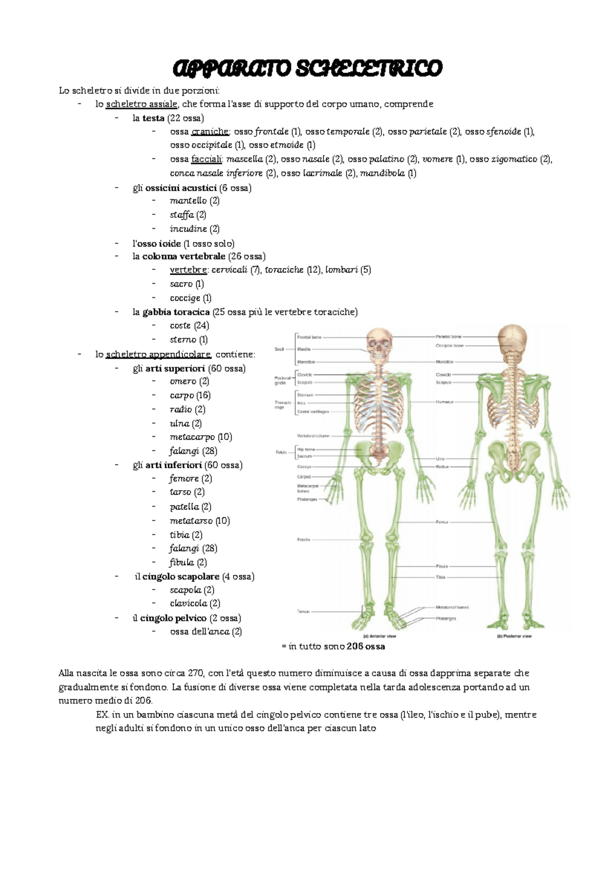 Anatomia e fisiologia - apparato locomotore, endocrino, cardiovascolare ...