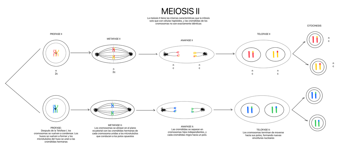 MEIOSIS II resumen - PROFASE II METAFASE II ANAFASE II TELOFASE II ...