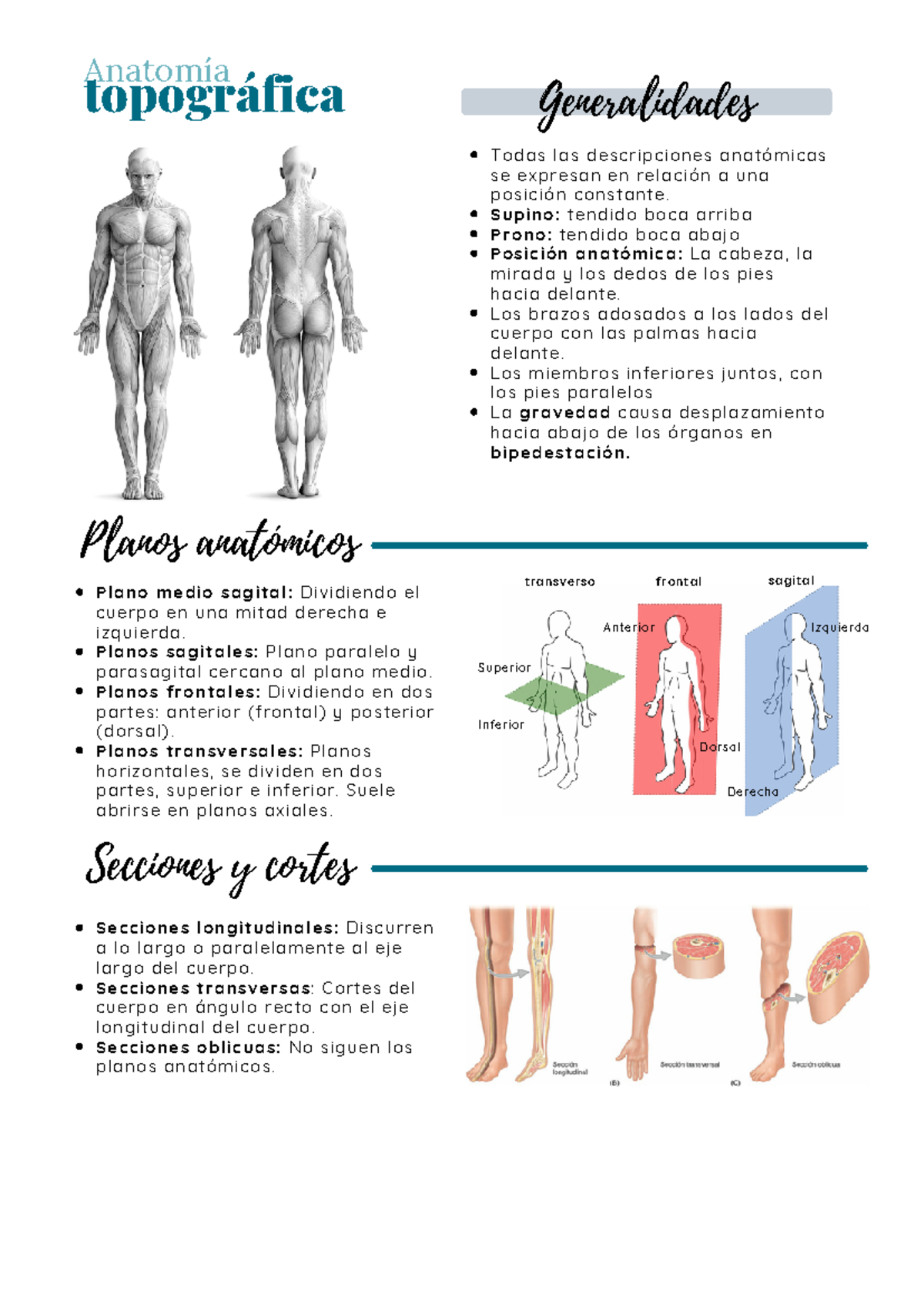 Anatomía - Planos anatómicos Secciones y cortes Anatomía topográfica ...
