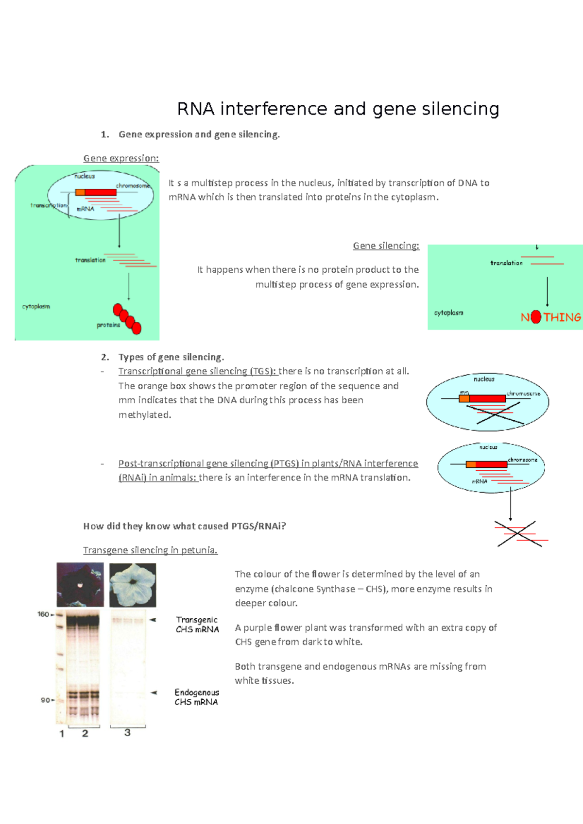 8. RNA interference and gene silencing. - Gene expression and gene ...