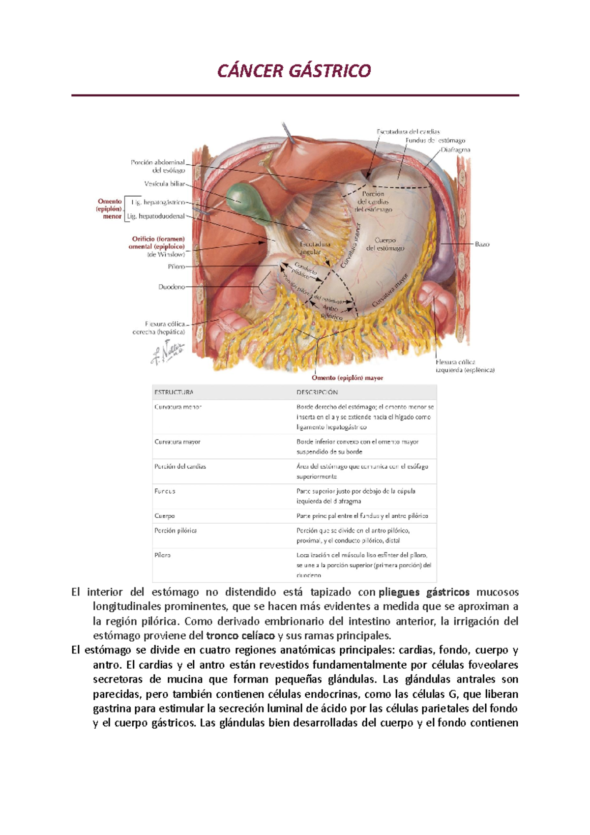 Cancer Gástrico - Apuntes de CA gastrico basado en patologia de Robbins ...