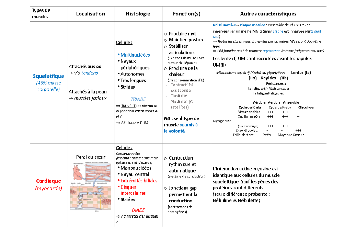 16. Types de muscles tableau - Warning: TT: undefined function: 32 ...